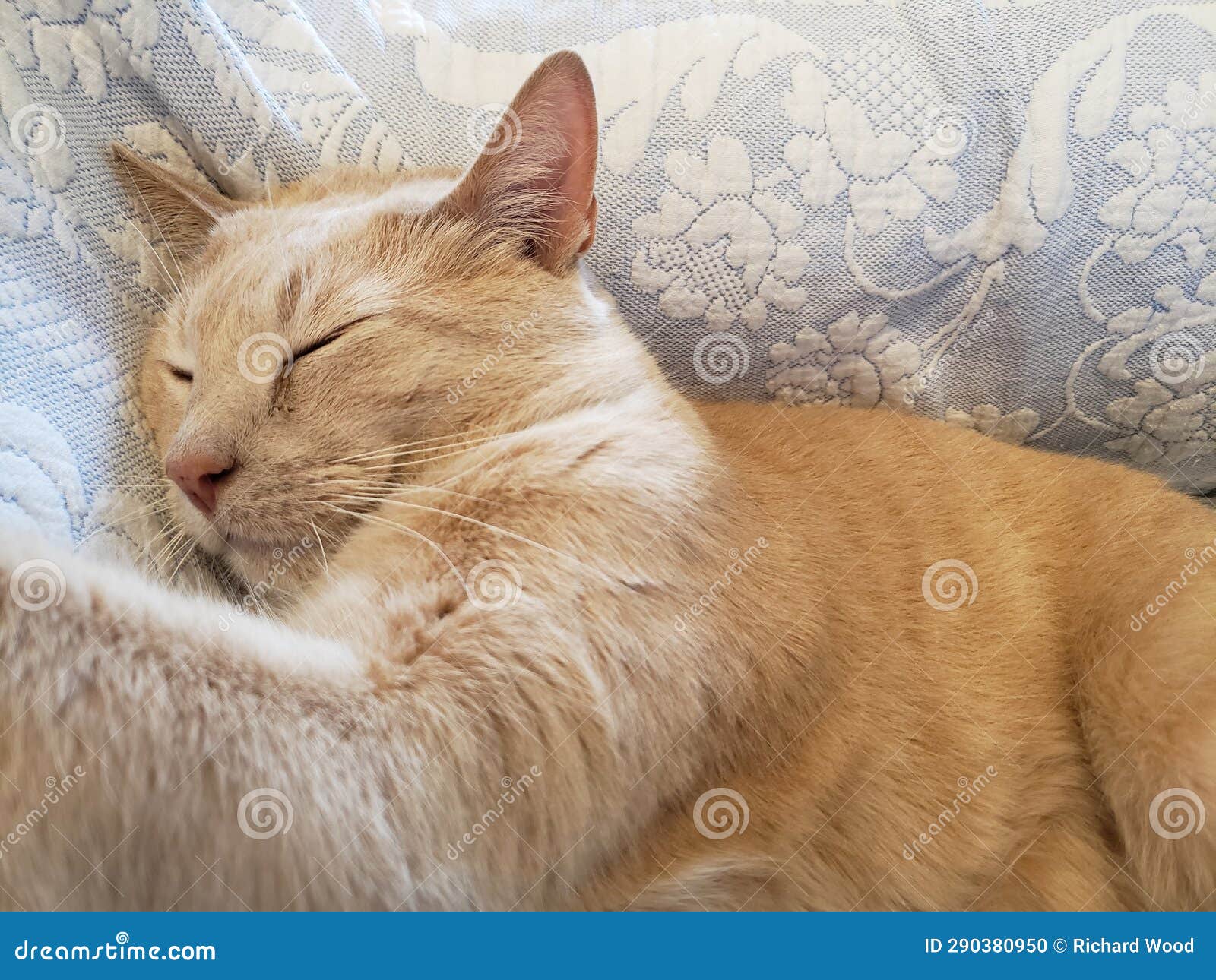 Cream Tabby Domestic Shorthair Cat Sleeping on a Bed Stock Photo ...