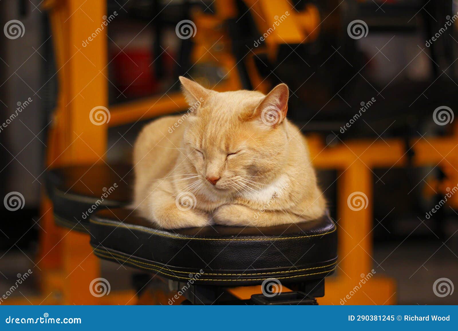 Cream Tabby Domestic Shorthair Cat Lying on a Weight Bench Stock Image ...