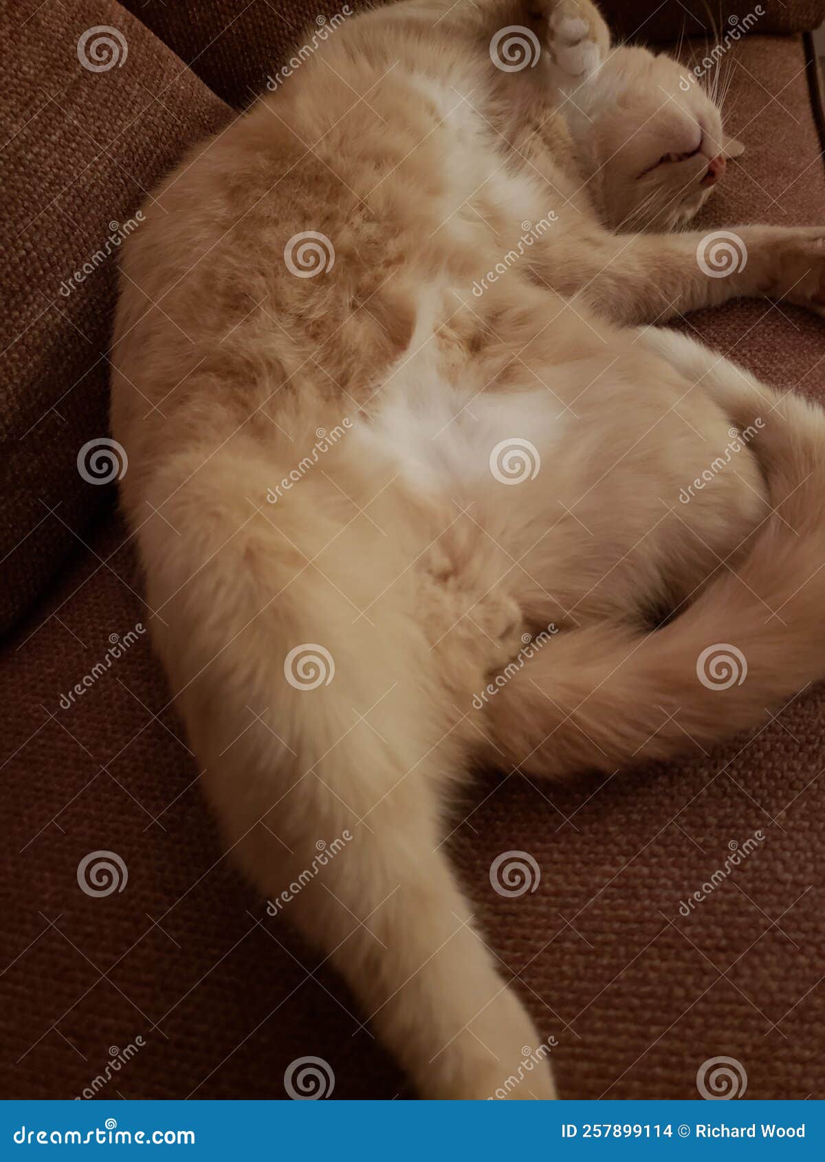 View of a Cream Tabby Shorthair Cat Resting on a Stickley Couch Stock ...