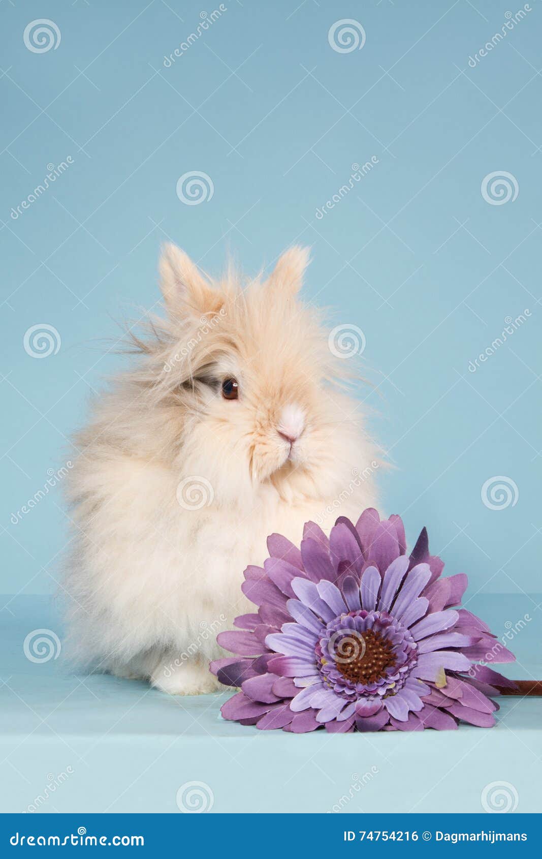 Cream Teddy Dwarf Rabbit with Flower Stock Photo - Image of flower ...