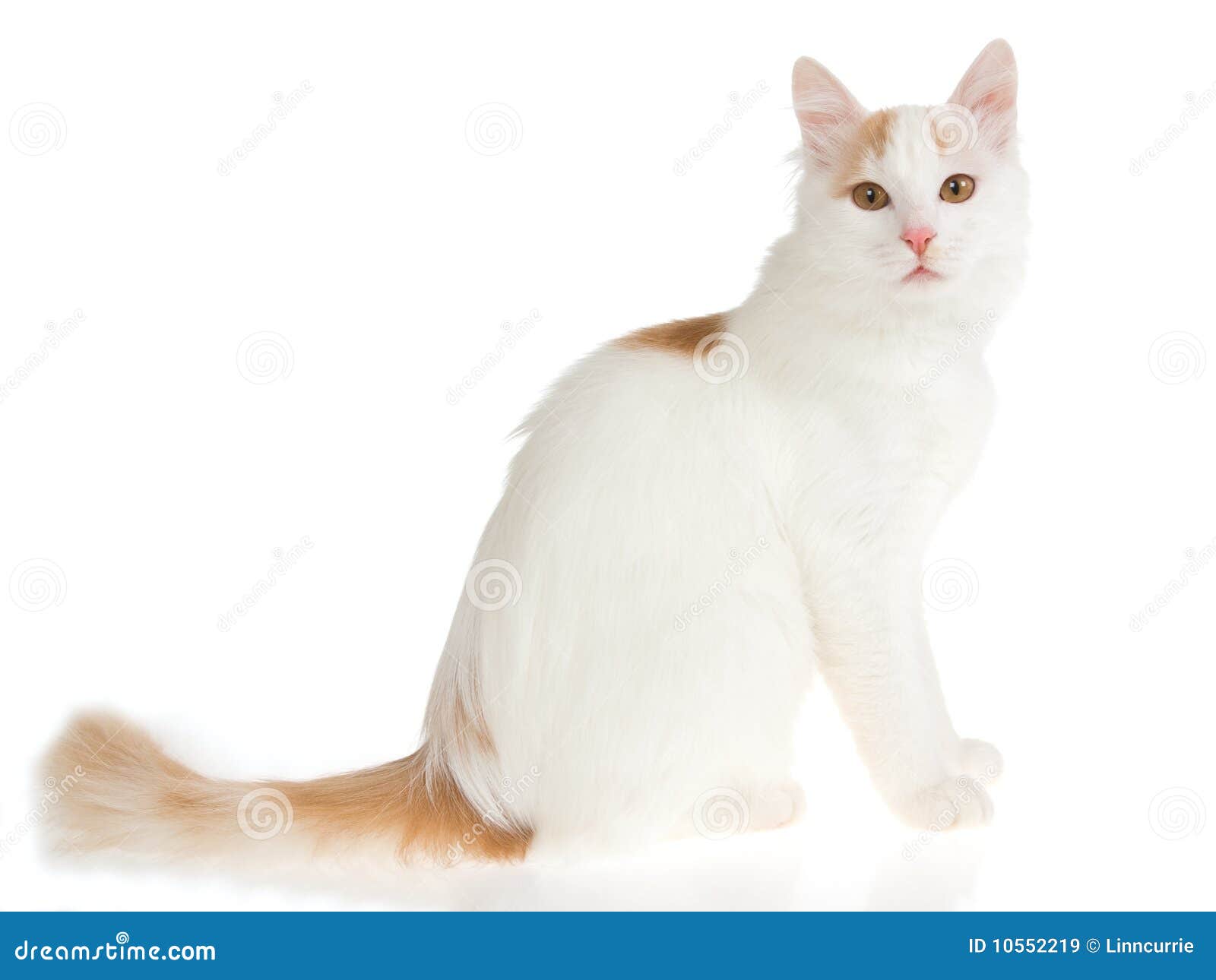 399 Turkish Van White Background Stock Photos - Free & Royalty-Free ...