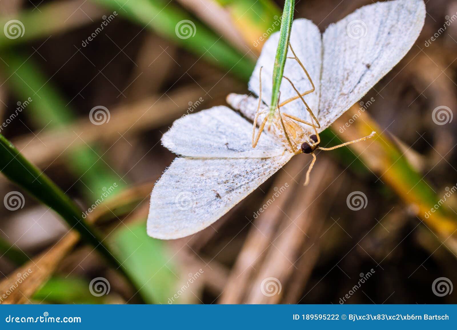 Cream wave moth stock photo. Image of britain, arthropod - 189595222