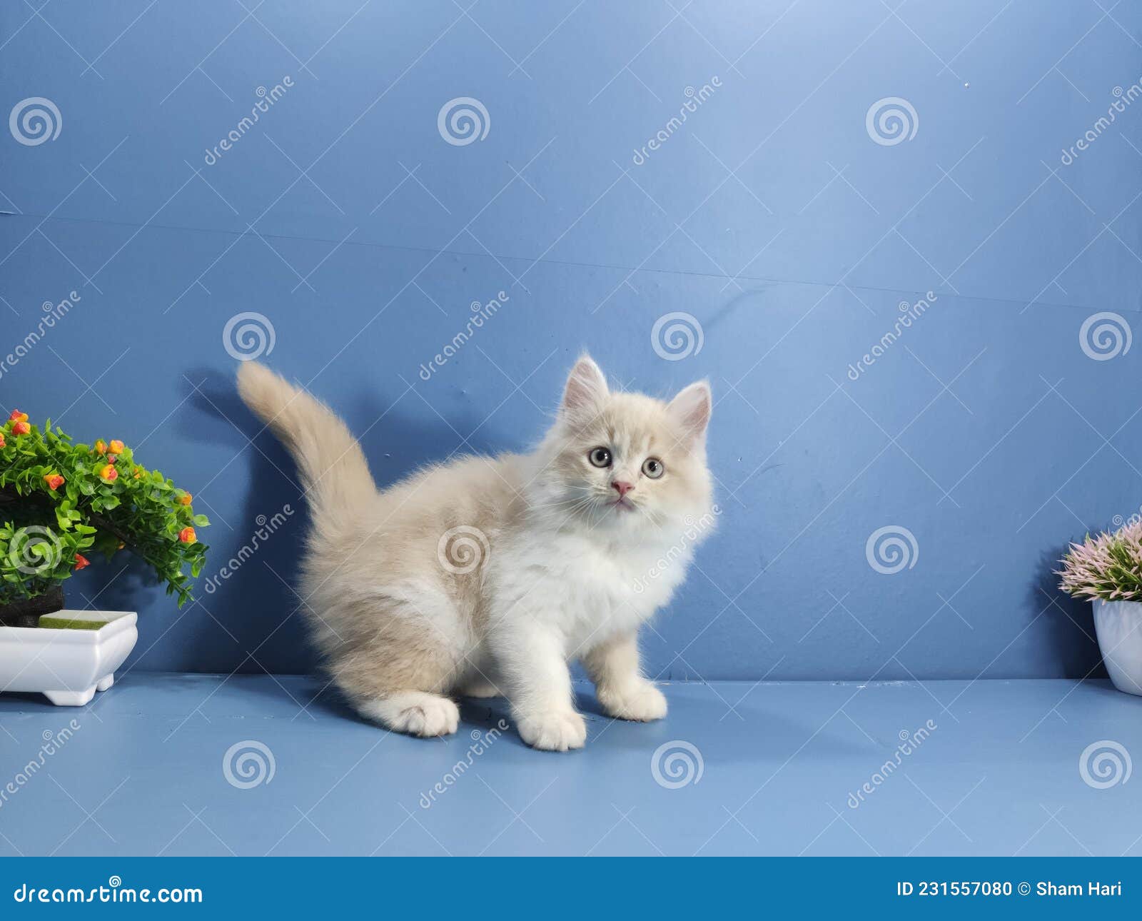 Cream White Cat Persian Kucing Stock Photo - Image of mammal, kucing ...