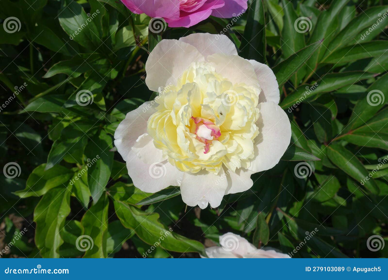 Cream White Flower of Peony in June Stock Image - Image of lush ...