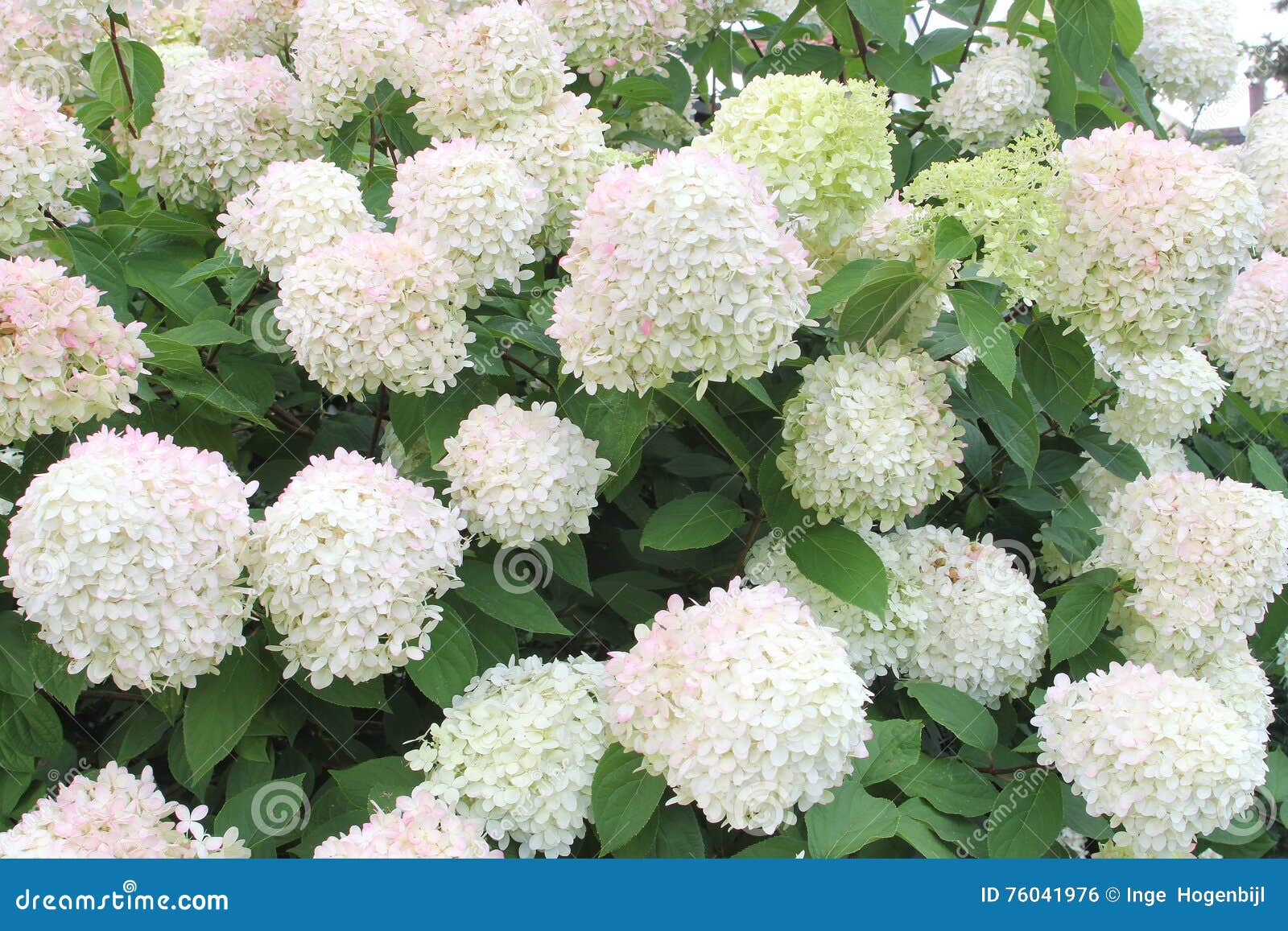Cream White Flowers Hydrangea Limelight, Netherlands Stock Photo ...