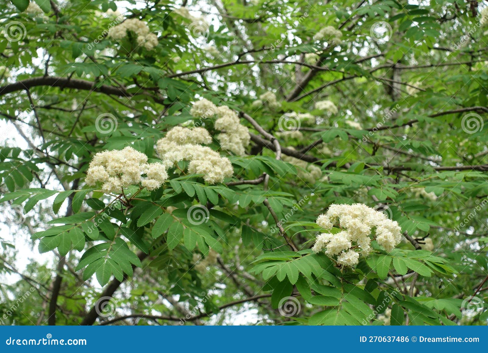 Cream White Flowers in the Leafage of Rowan Tree in May Stock Photo ...