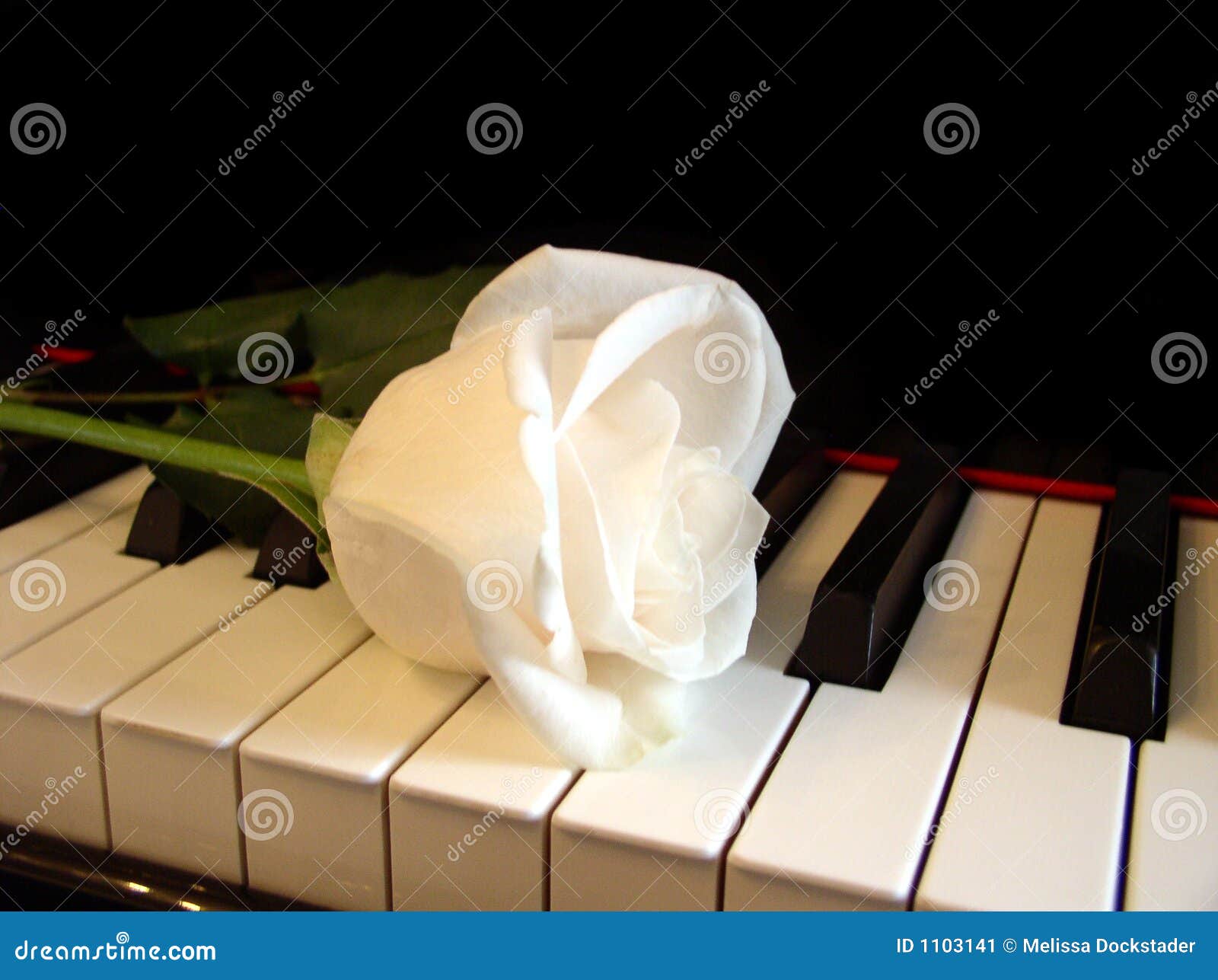 Cream White Rose on Piano Keys Stock Image - Image of creative ...