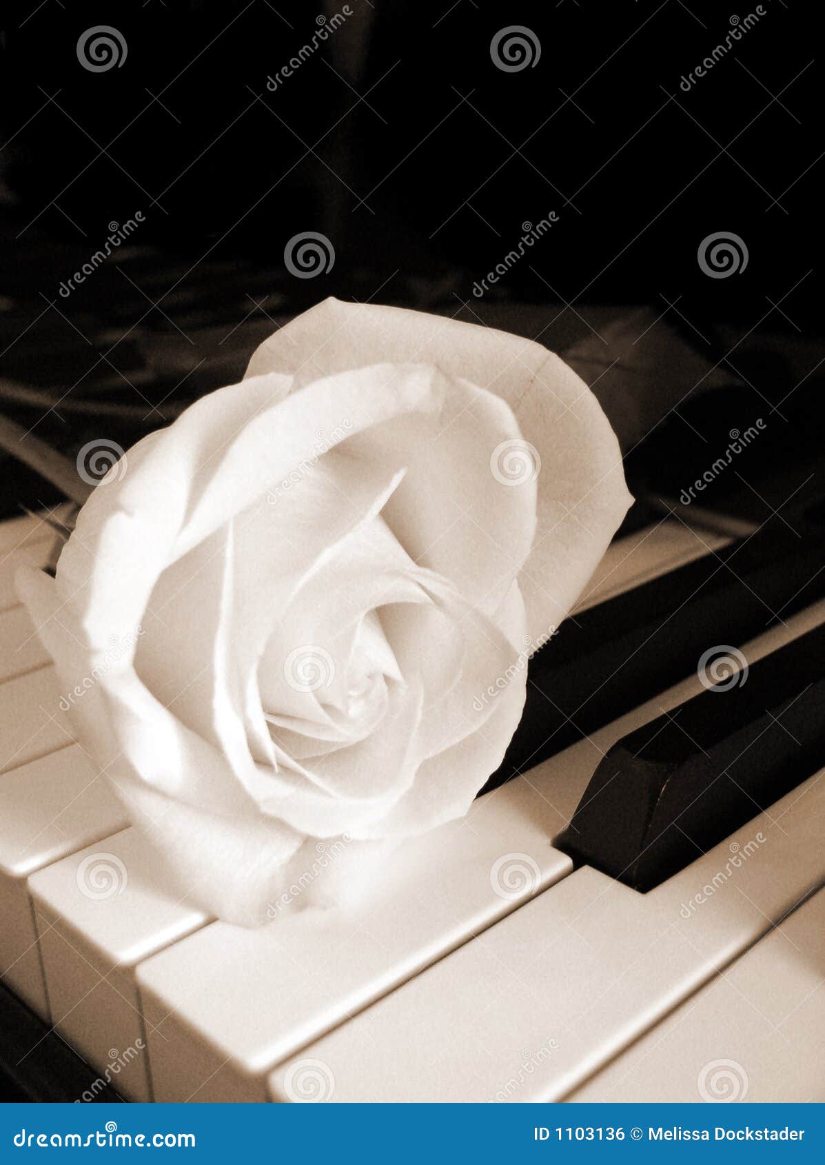 White Rose Piano Wallpaper