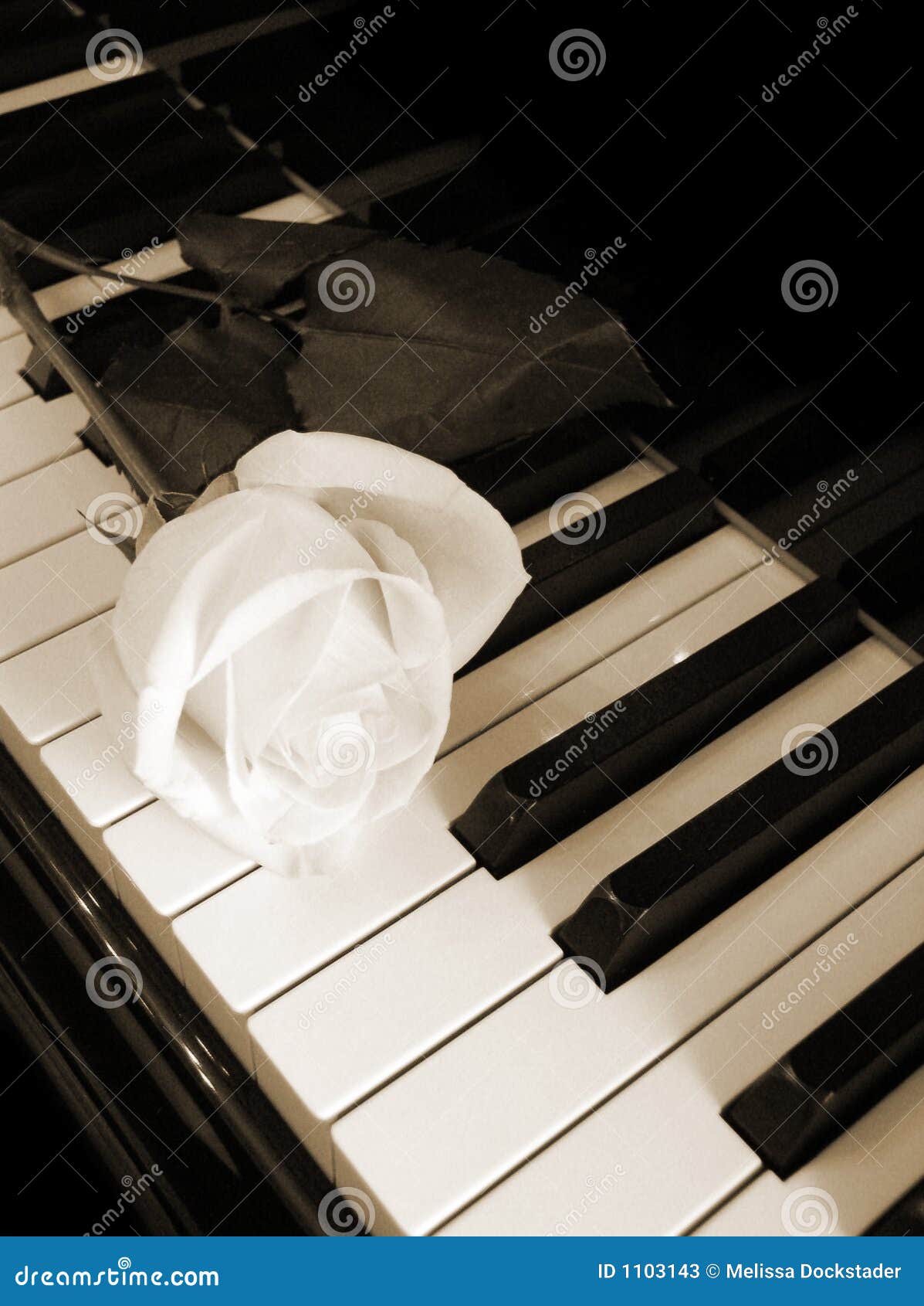 Single White Rose On Music
