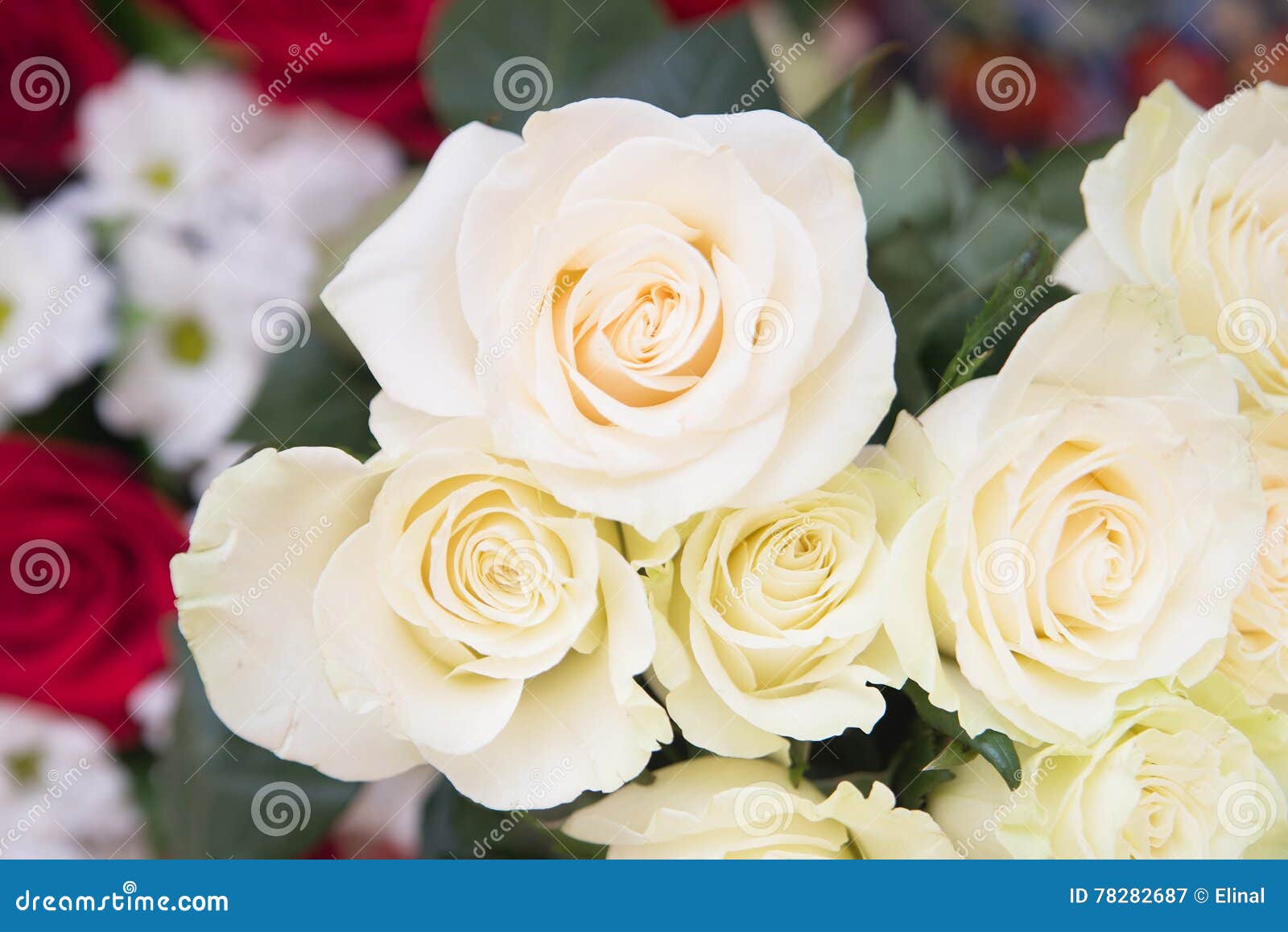 Cream White Roses Background, Closeup. Flowers Stock Image - Image of ...