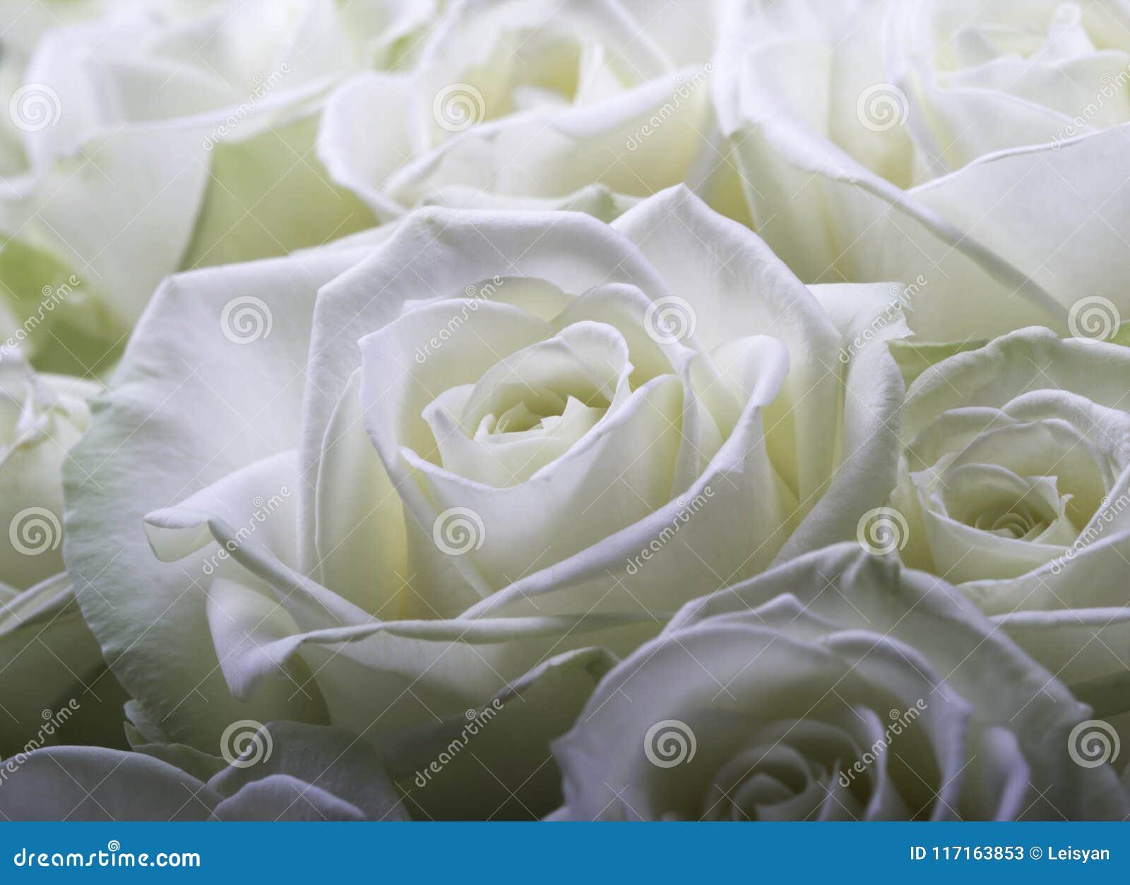 Cream white roses stock image. Image of fresh, rose - 117163853