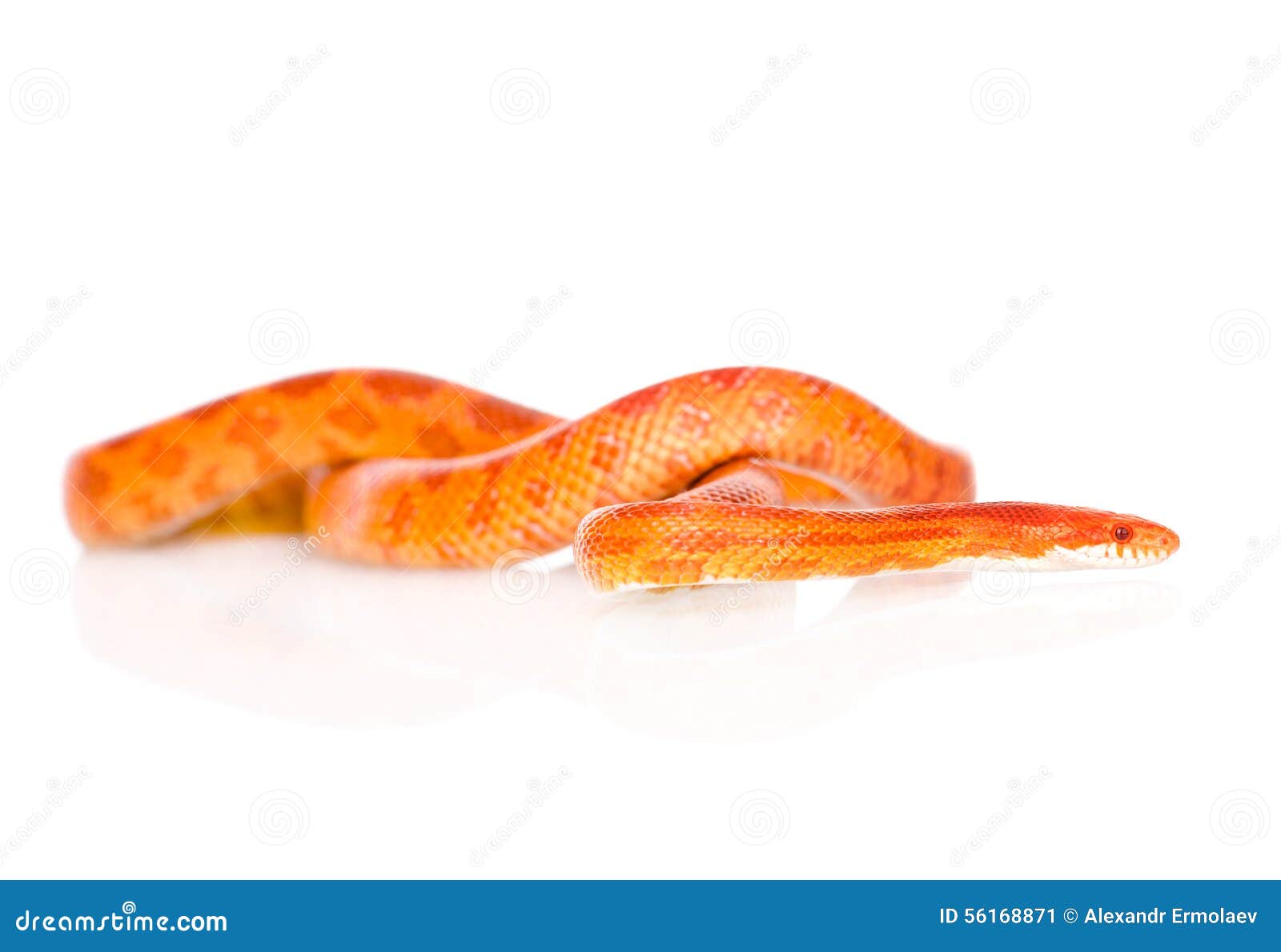 Creamsicle Corn Snake (Elaphe Guttata Guttata). Isolated Stock Image ...