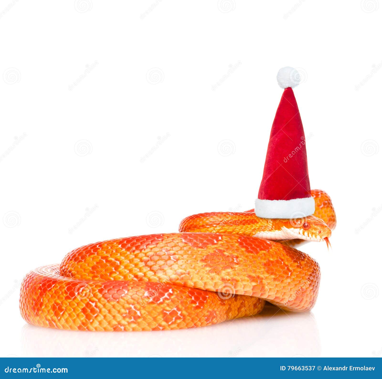 Creamsicle Corn Snake (Elaphe Guttata Guttata). Royalty-Free Stock ...