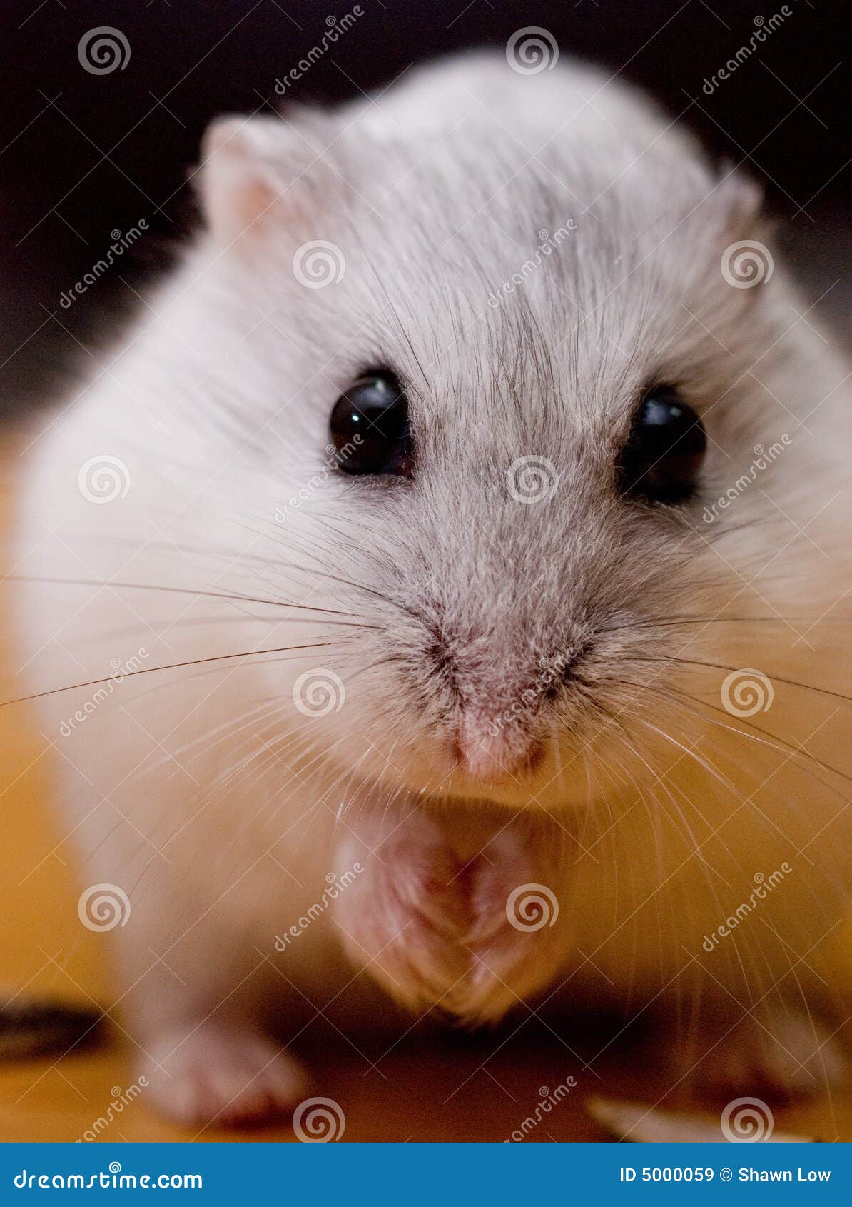 Creamy the hammy stock image. Image of paws, eyes, domesticated - 5000059