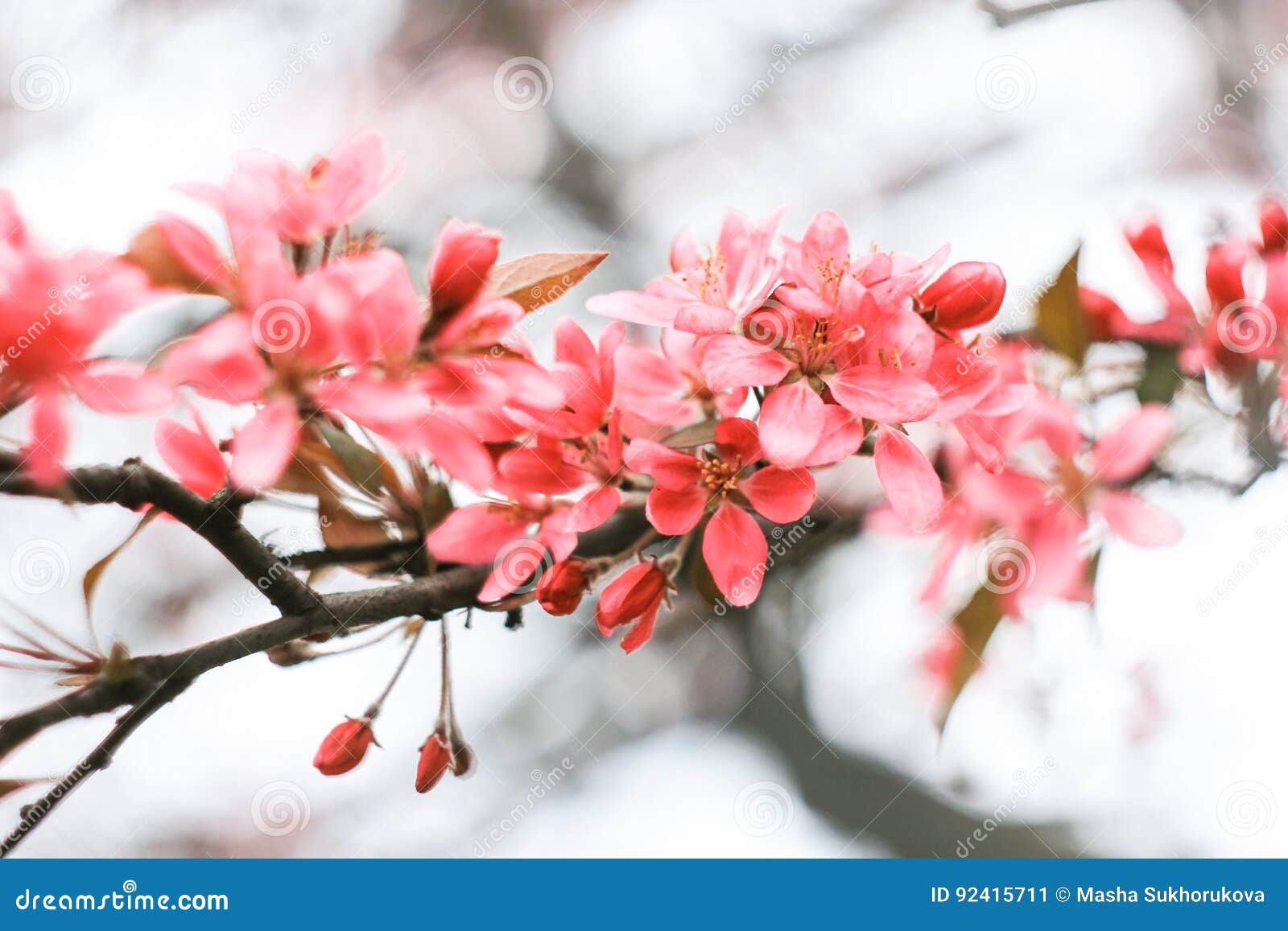 Creamy Pink Sakura Inflorescence Stock Image - Image of excellent ...
