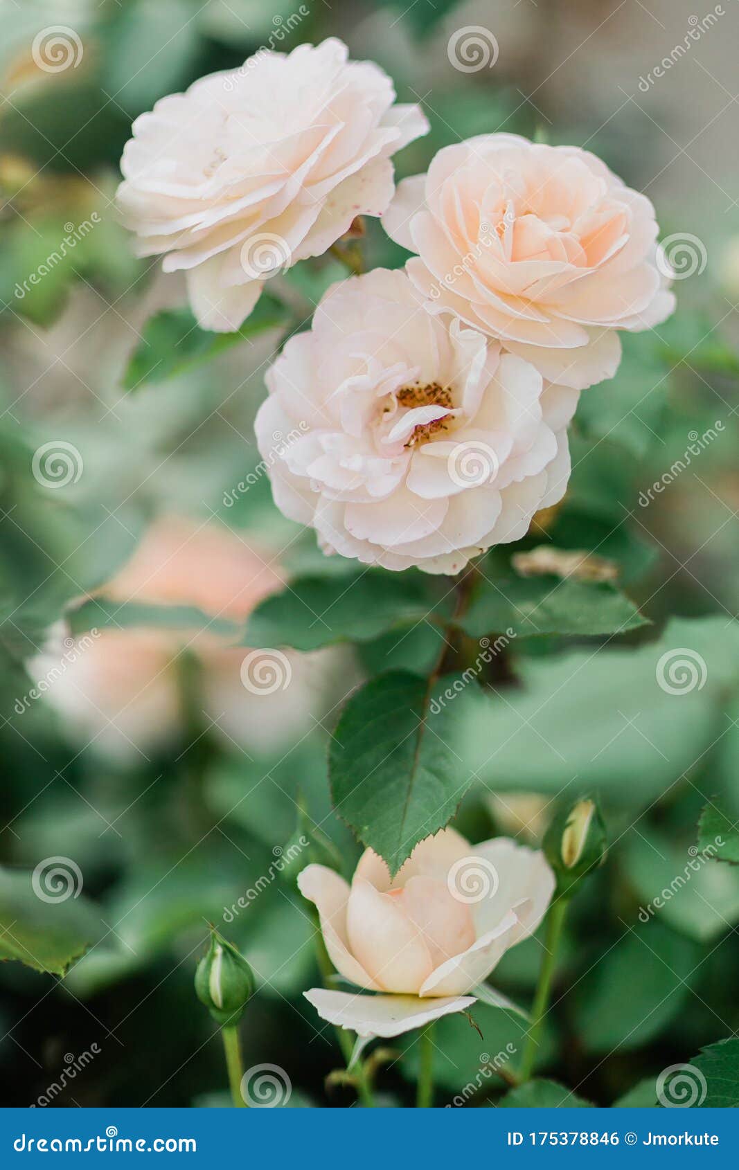 Cluster of Roses on a Bush stock photo. Image of flowering - 175378846