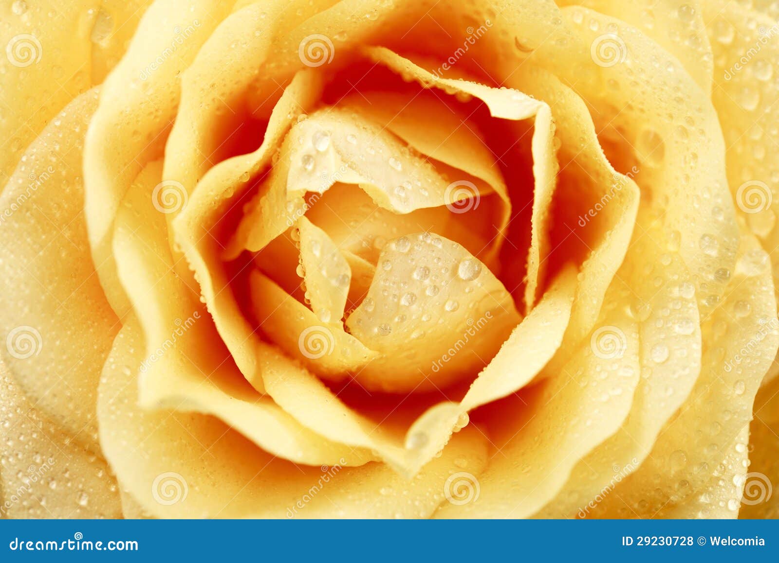 Creamy Rose Macro stock photo. Image of center, yellow - 29230728
