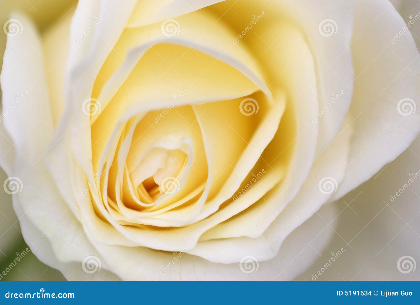Creamy White Rose Close-up Shot Picture. Image: 5191634