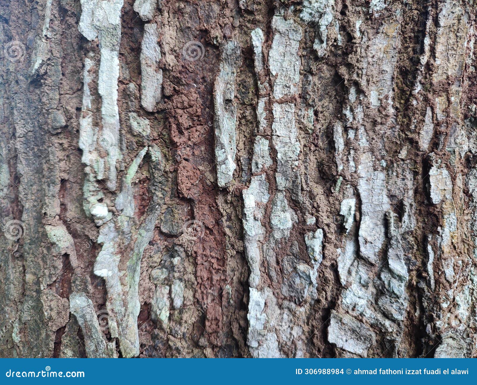 Create Unique and Interesting Tree Bark Photo Layouts Stock Photo ...