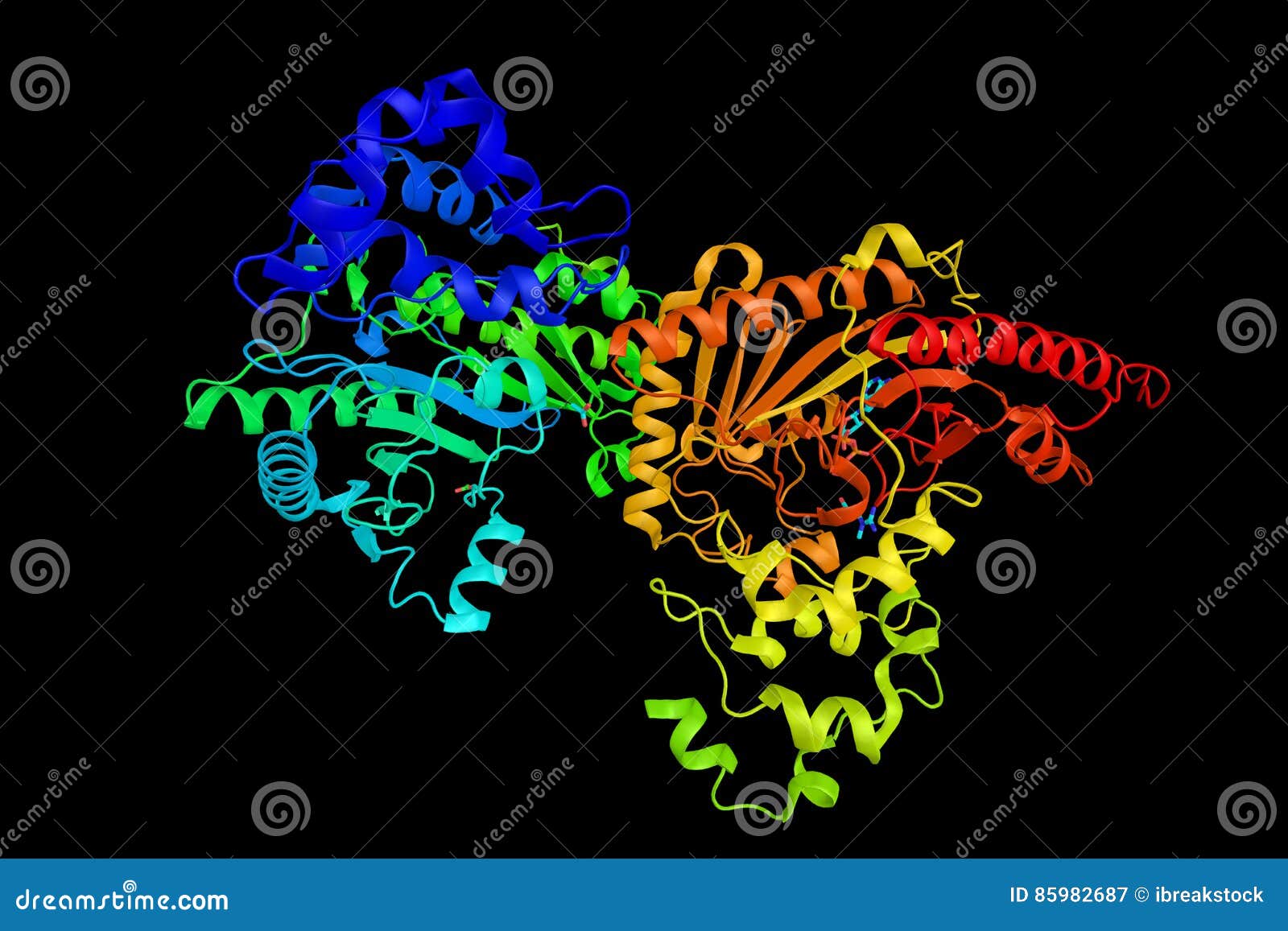 Creatine Kinase, an Enzyme Expressed by Various Tissues and Cell Stock ...
