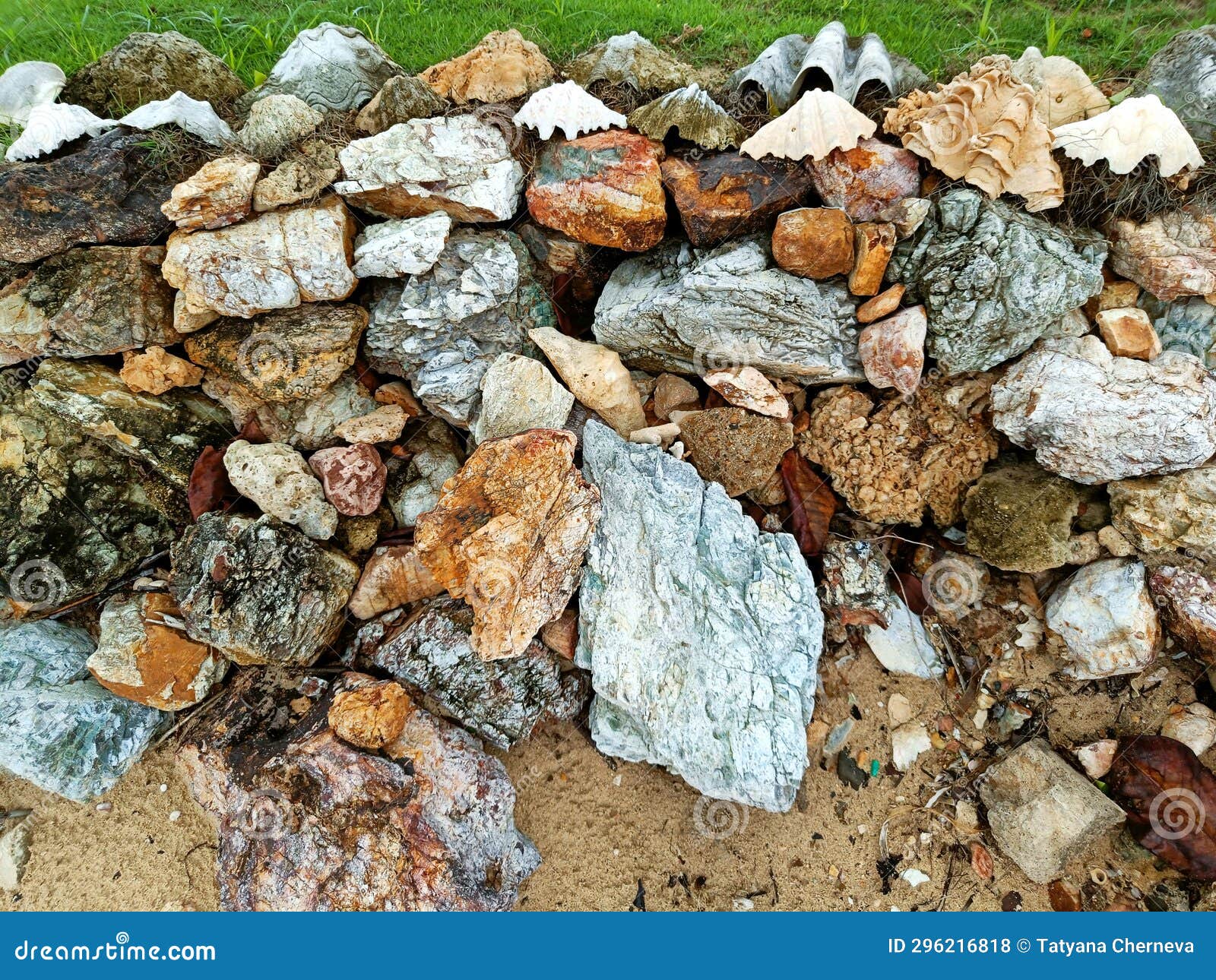 Shell, Mother of Pearl, Rock, Beach, Pebble, Stones, Pebbles Stock ...