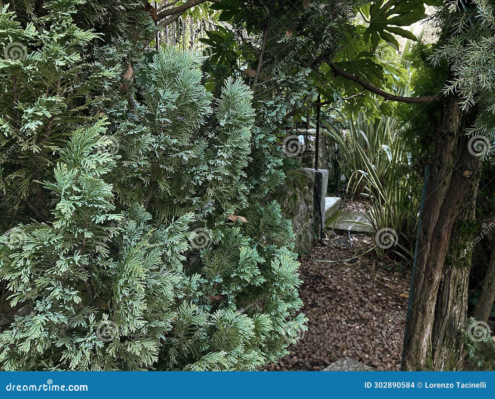 Green Hedge of Various Plants for Background or Wallpaper Image Stock ...