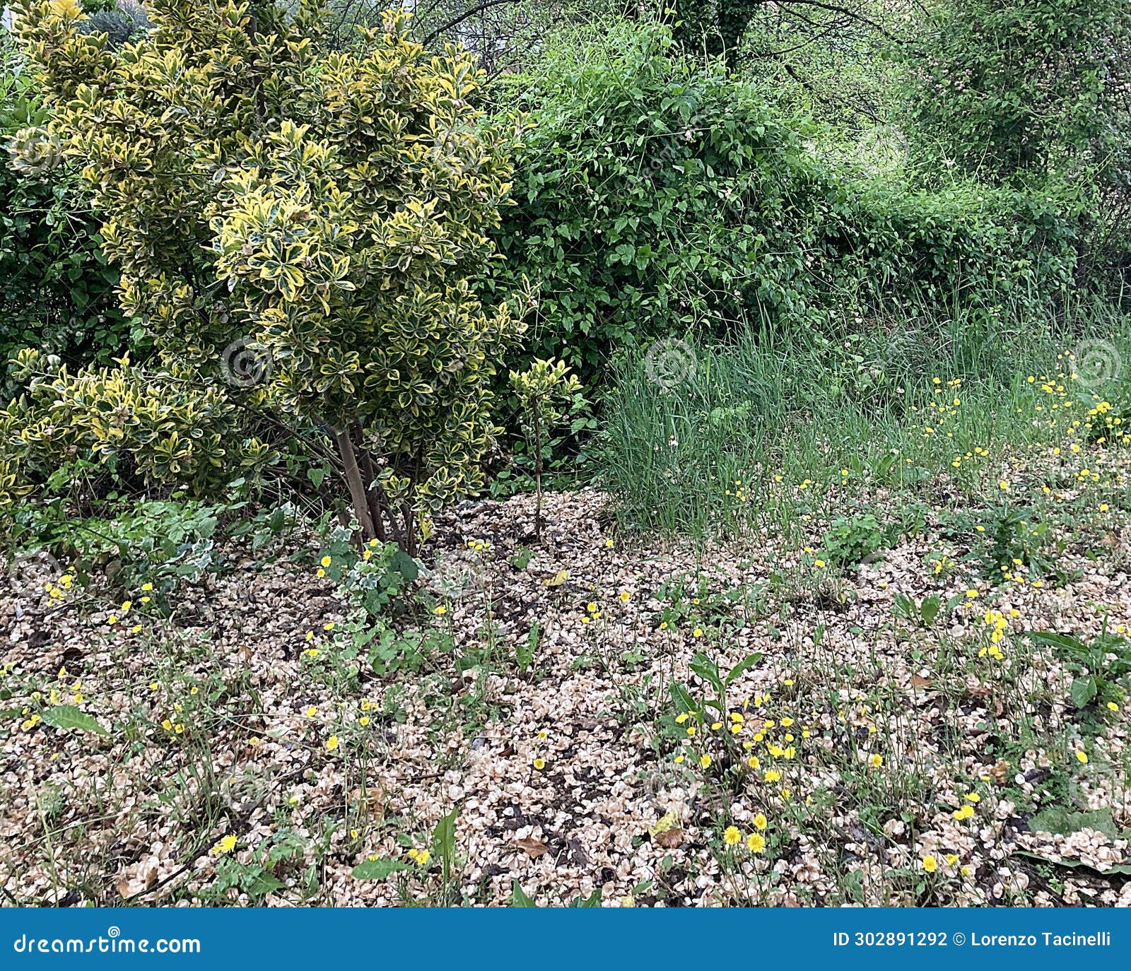 Green Hedge of Various Plants for Background or Wallpaper Image Stock ...