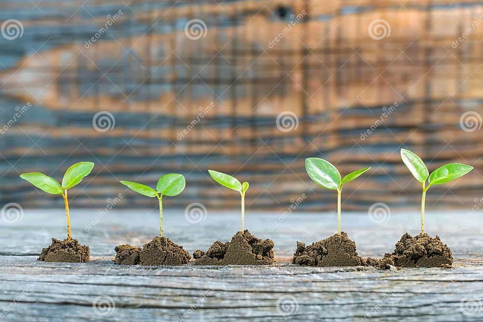 Creating a Supportive and Nurturing Environment for Growth Stock ...