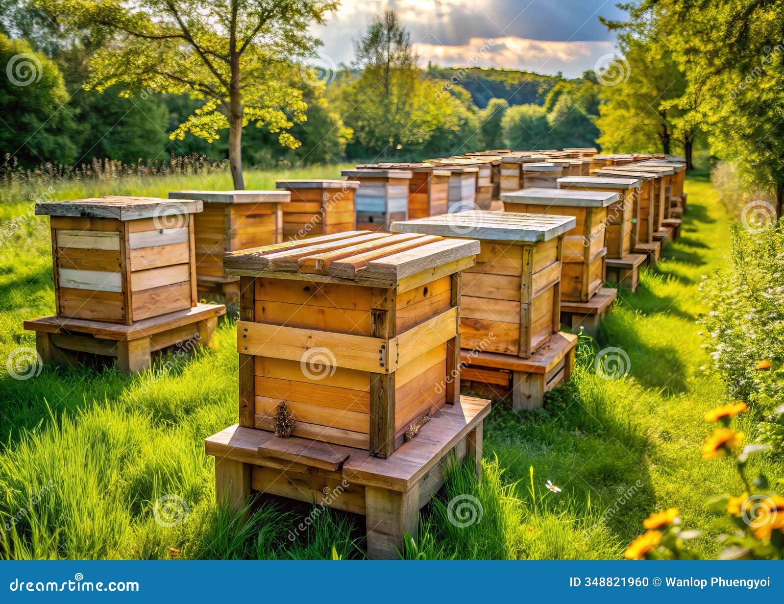 Sustainable Beekeeping Practices: Building Wooden Beehives for Enhanced ...