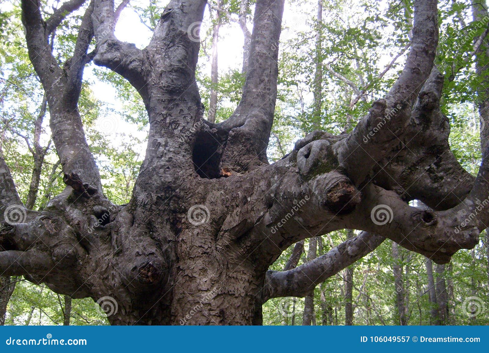 Sprawling tree stock image. Image of participation, sprawling - 106049557