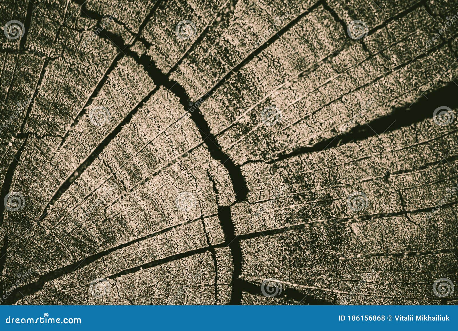 A Creative Abstraction Representing the Lifecycle of a Single Tree ...