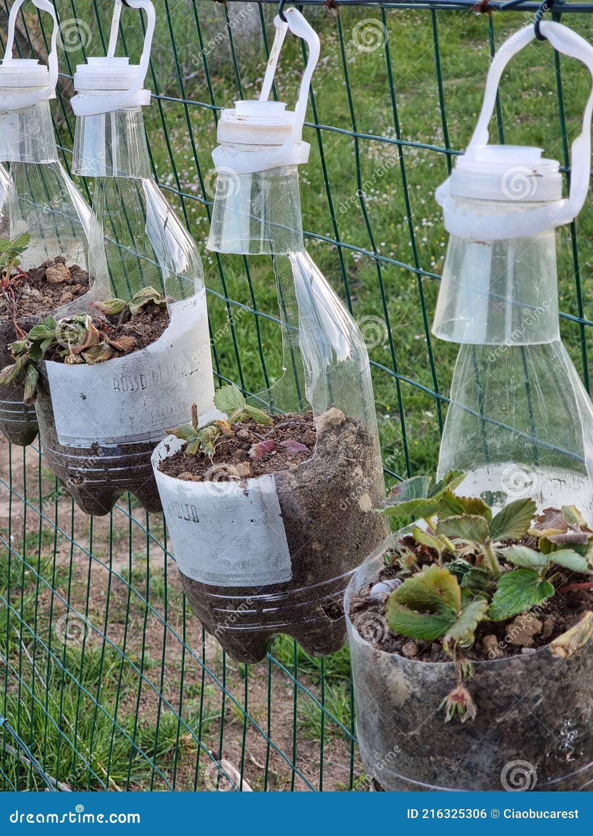 Creative Agricolture With Recycled Plastic Bottles Royalty-Free Stock ...