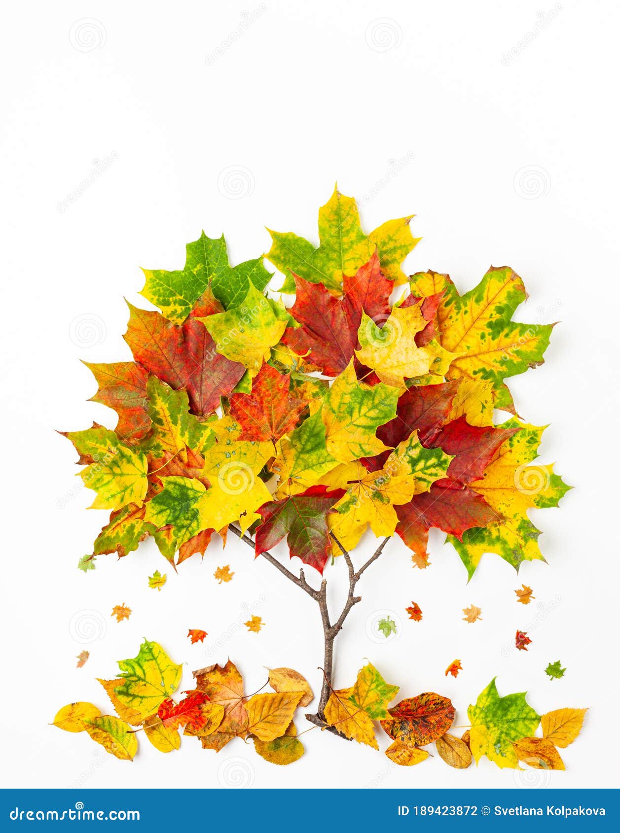Creative Autumn Concept. Tree Shape Made with Autumn Leaves on White ...