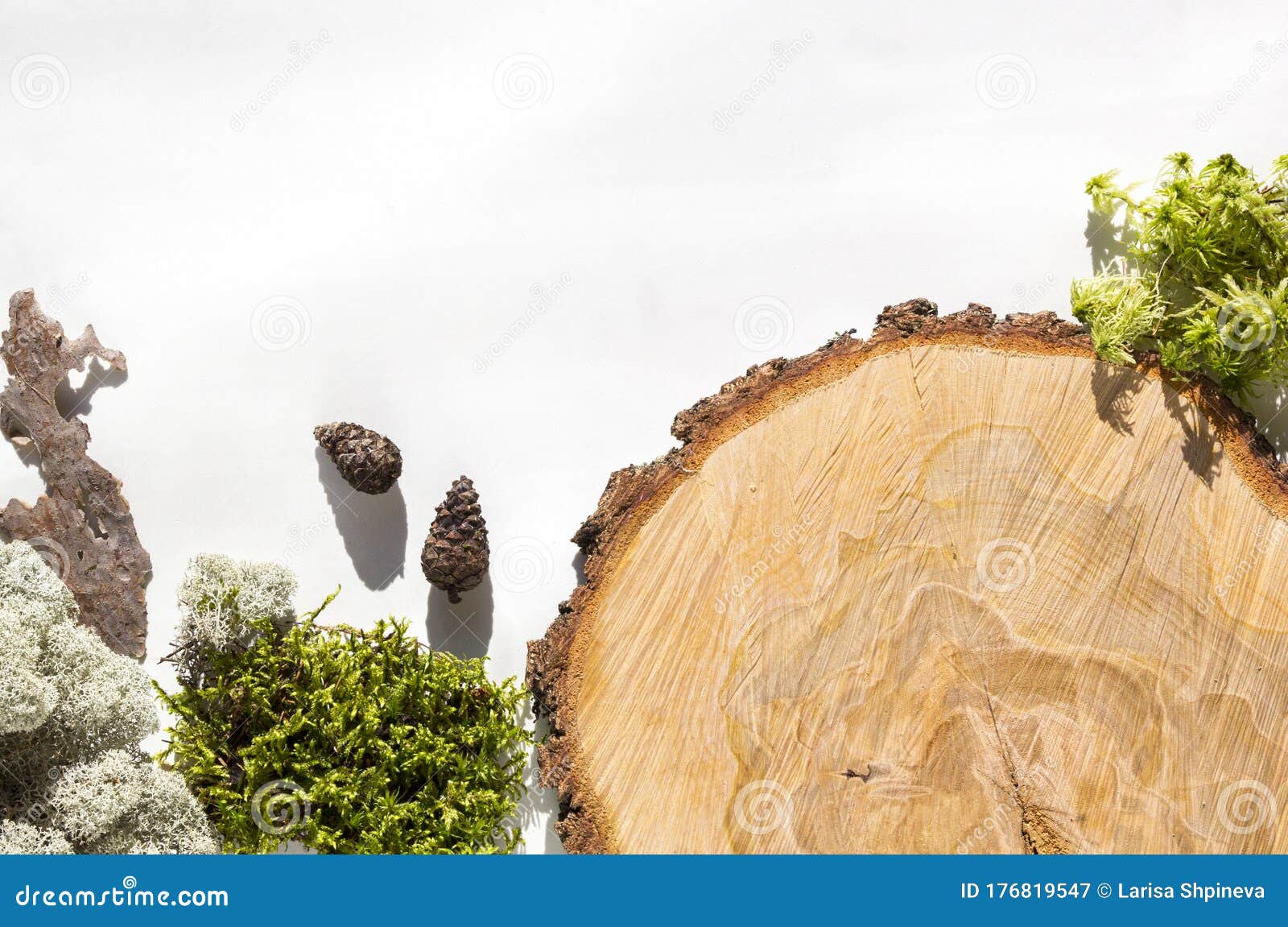 9,073 Forest Materials Stock Photos - Free & Royalty-Free Stock Photos ...