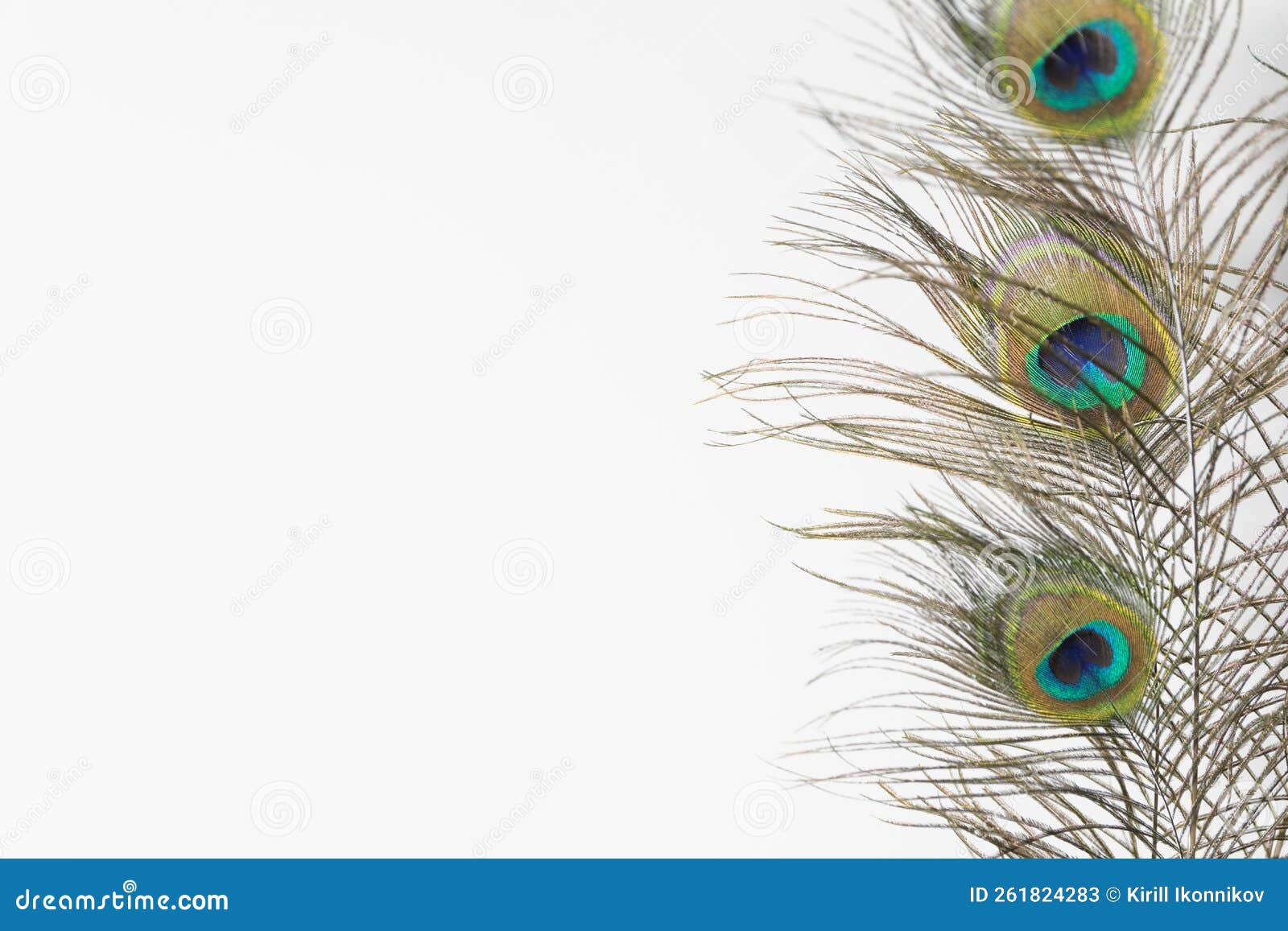 Creative Background with a Peacock Feathers Isolated on White. Copy ...