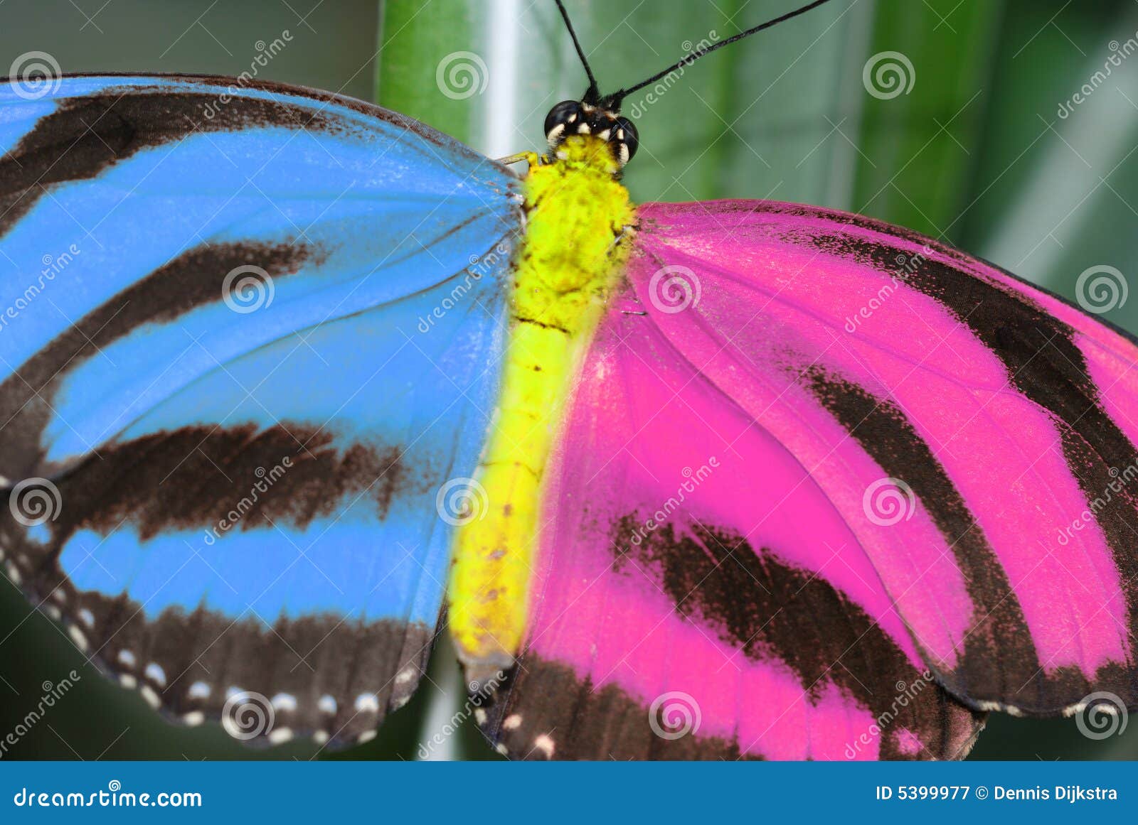 Creative Butterfly. stock image. Image of yellow, pink - 5399977