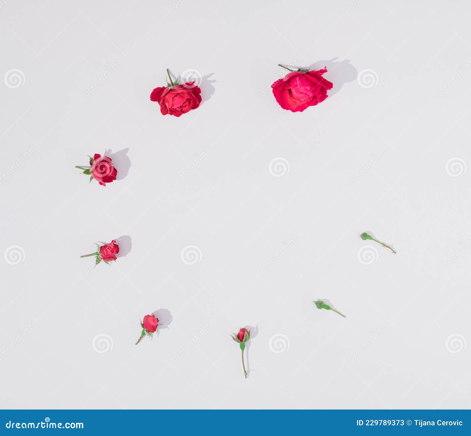 Creative Circle of Red Roses on White Background. Minimal Flat Lay ...