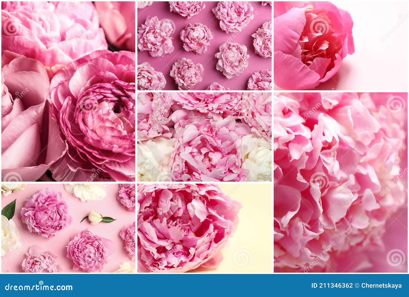 Creative Collage with Photos of Beautiful Flowers on Color Backgrounds ...