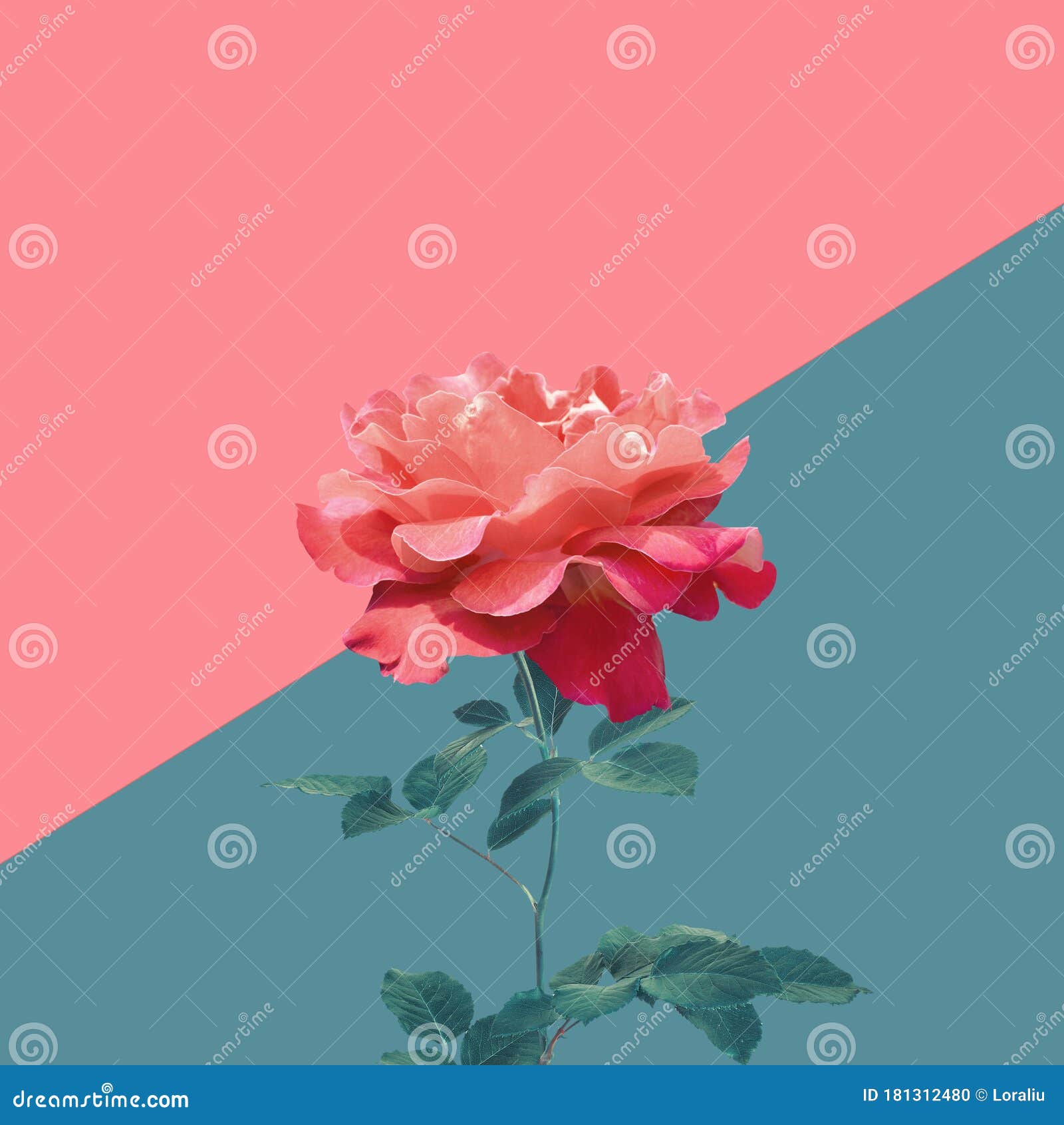 Creative Collage Of Rose Flower On Coral Background Stock Photo - Image ...
