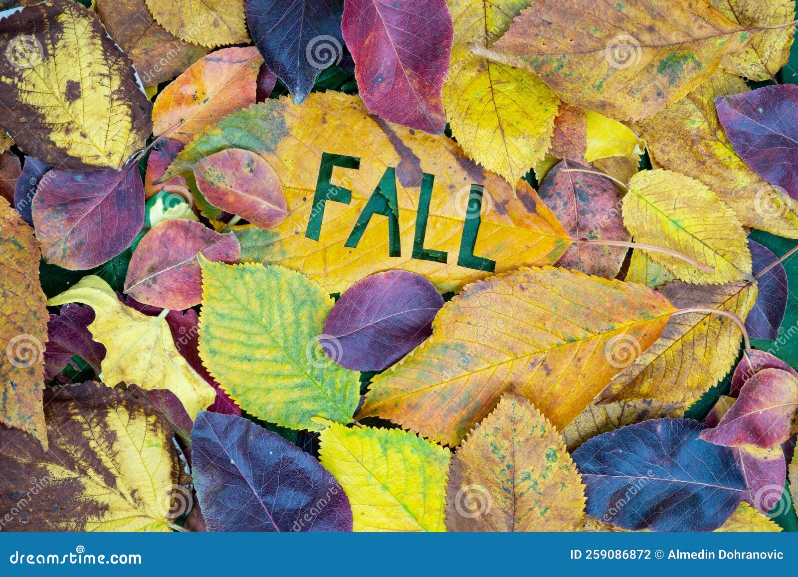 Creative Colorful Fall Concept with Leaves and the Word Fall Carved ...