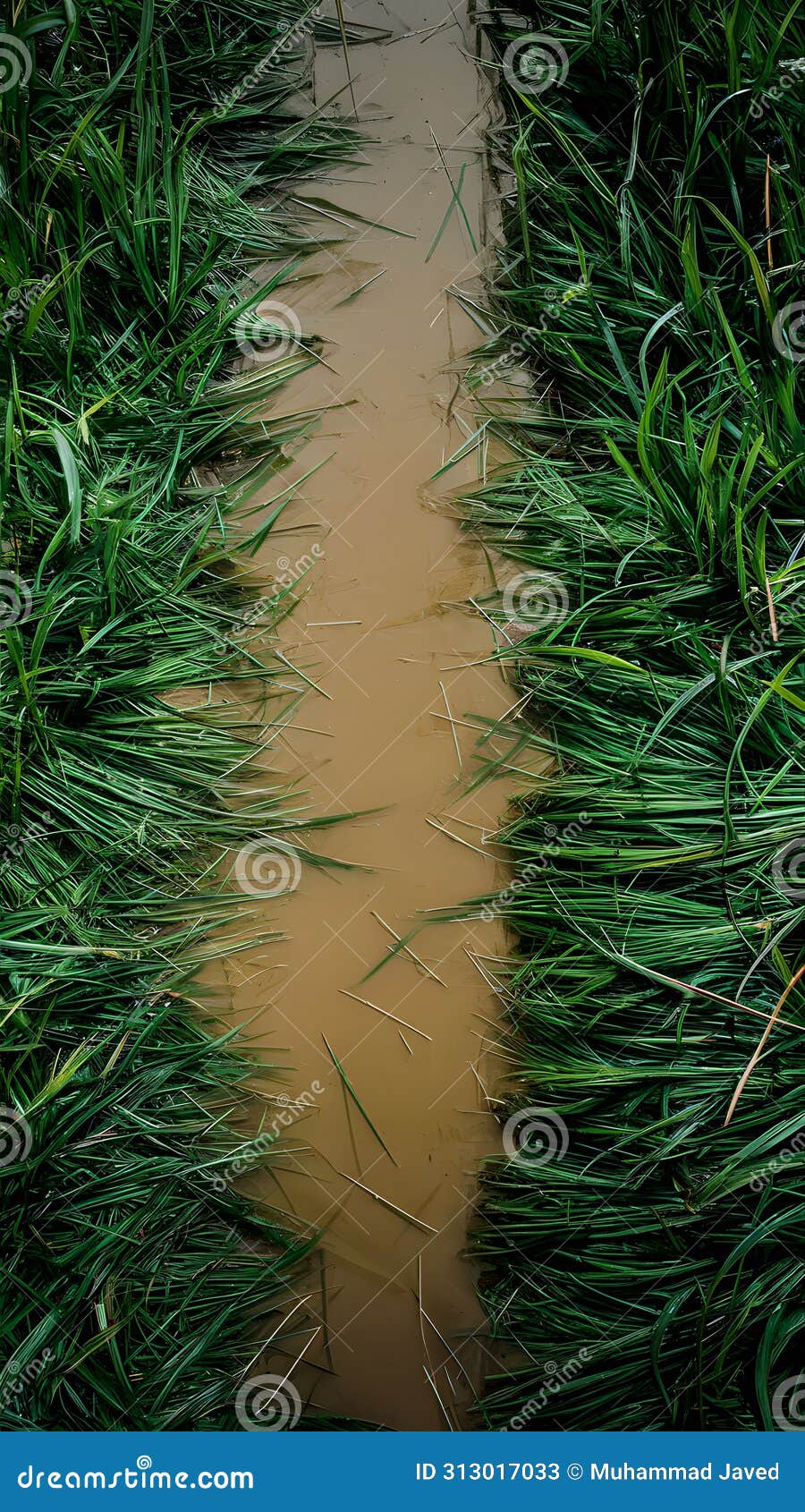 Creative Composition of Grass and Mud in Shallow Water Stock ...