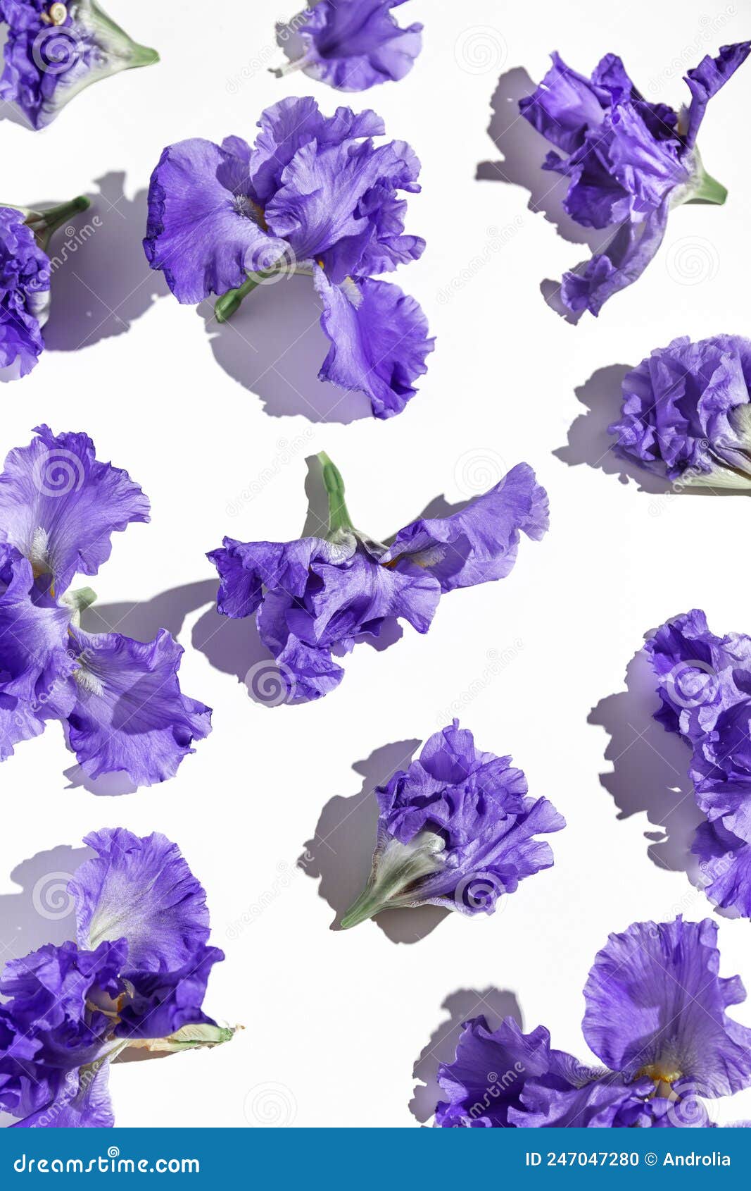 Creative Composition Made of Beautiful Iris Flowers on White Background ...