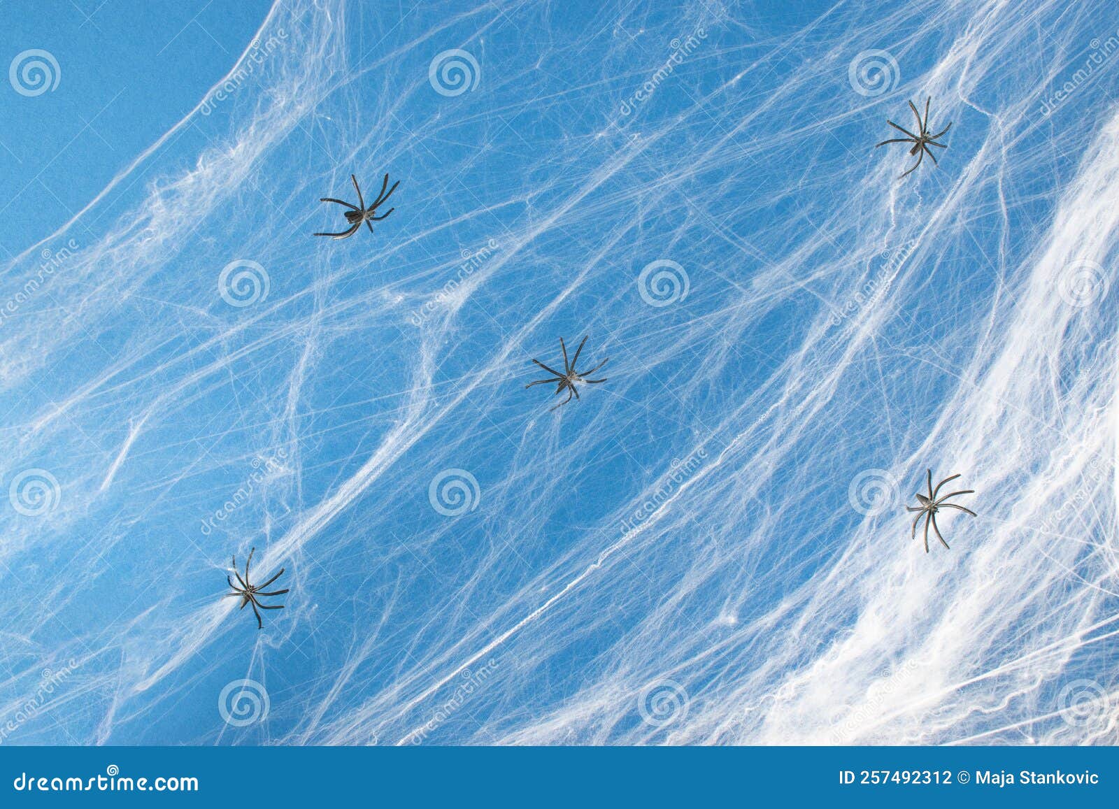 Creative Composition Made of Spider Web on Blue Background. Minimal ...