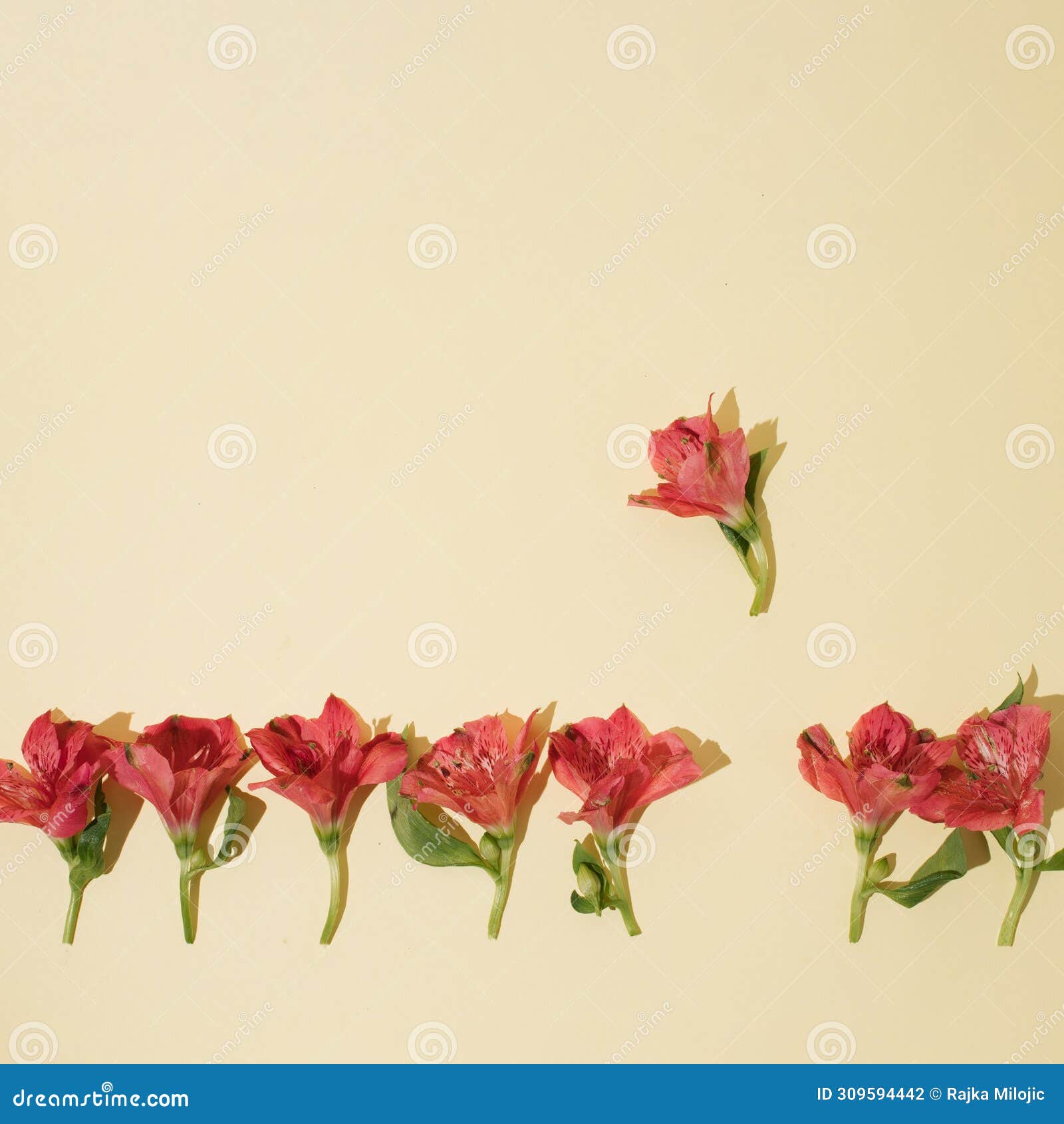 Creative Composition of Pink Flowers and Leaves. Flower Scape Flat Lay ...