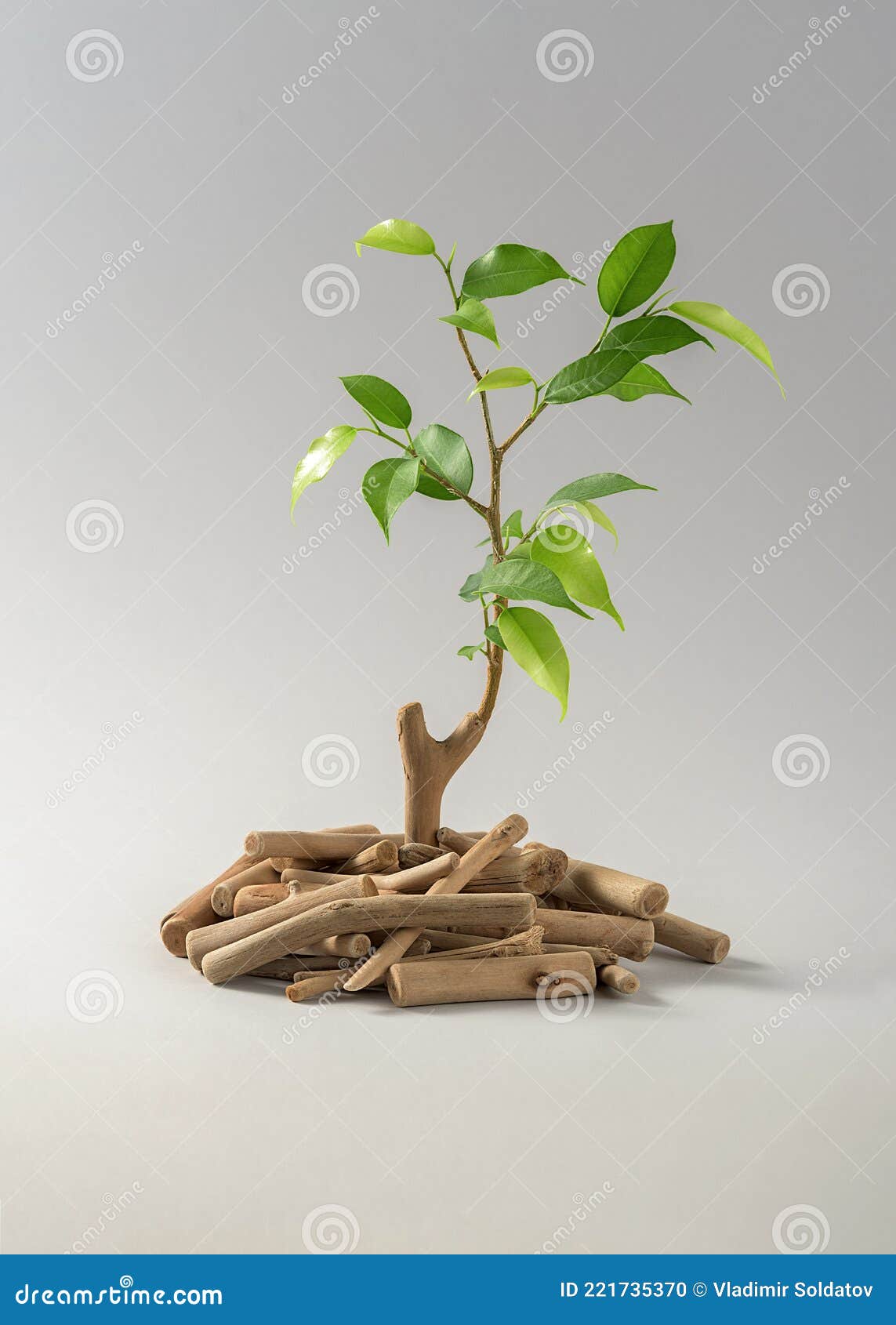 The Creative Concept of Ecology. a Young Sprout Growing Out of Withered ...