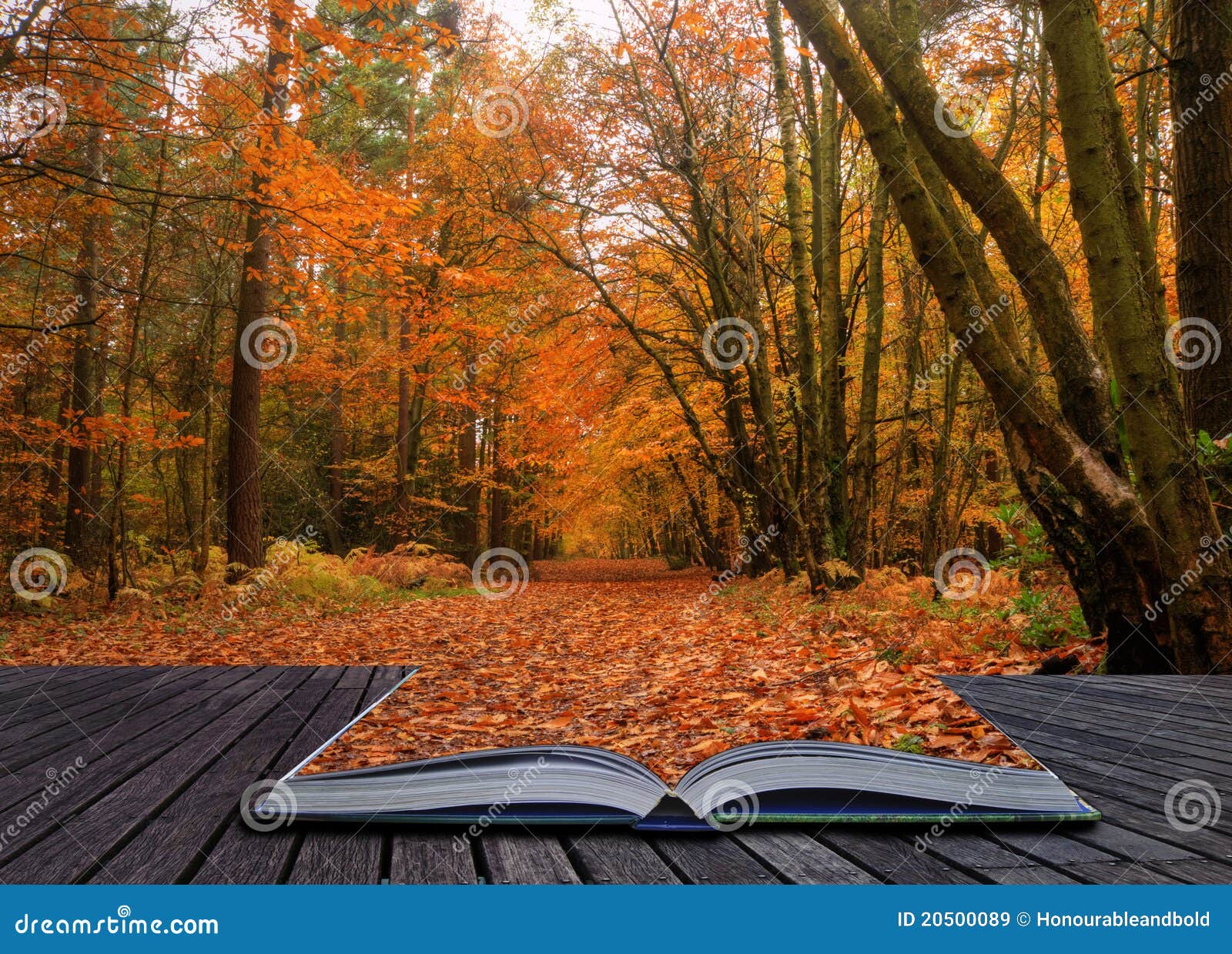 Creative Concept Idea of Autumn Fall Forest Scene Stock Image - Image ...