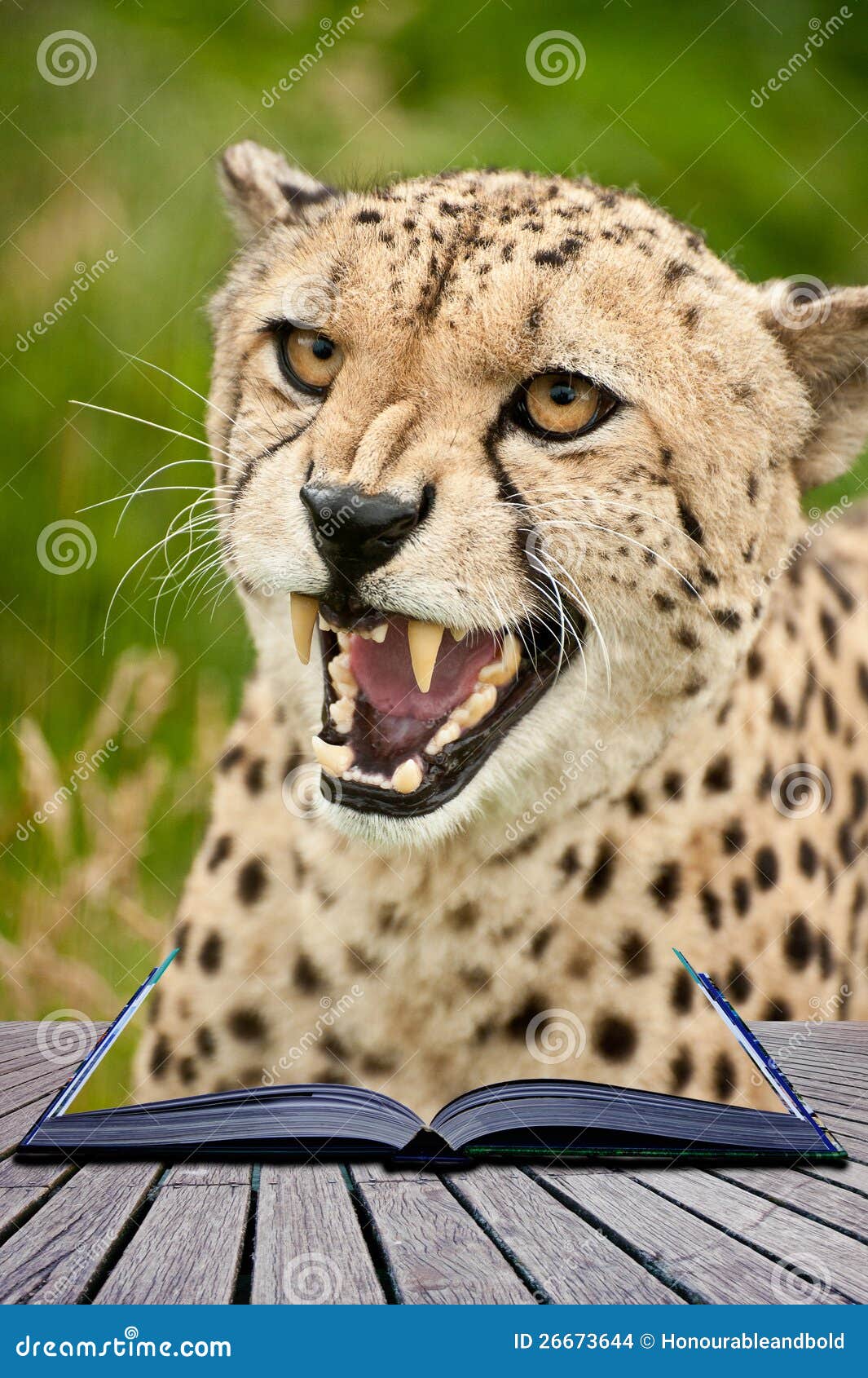 Creative Concept Image of Cheetah in Pages of Book Stock Photo - Image ...