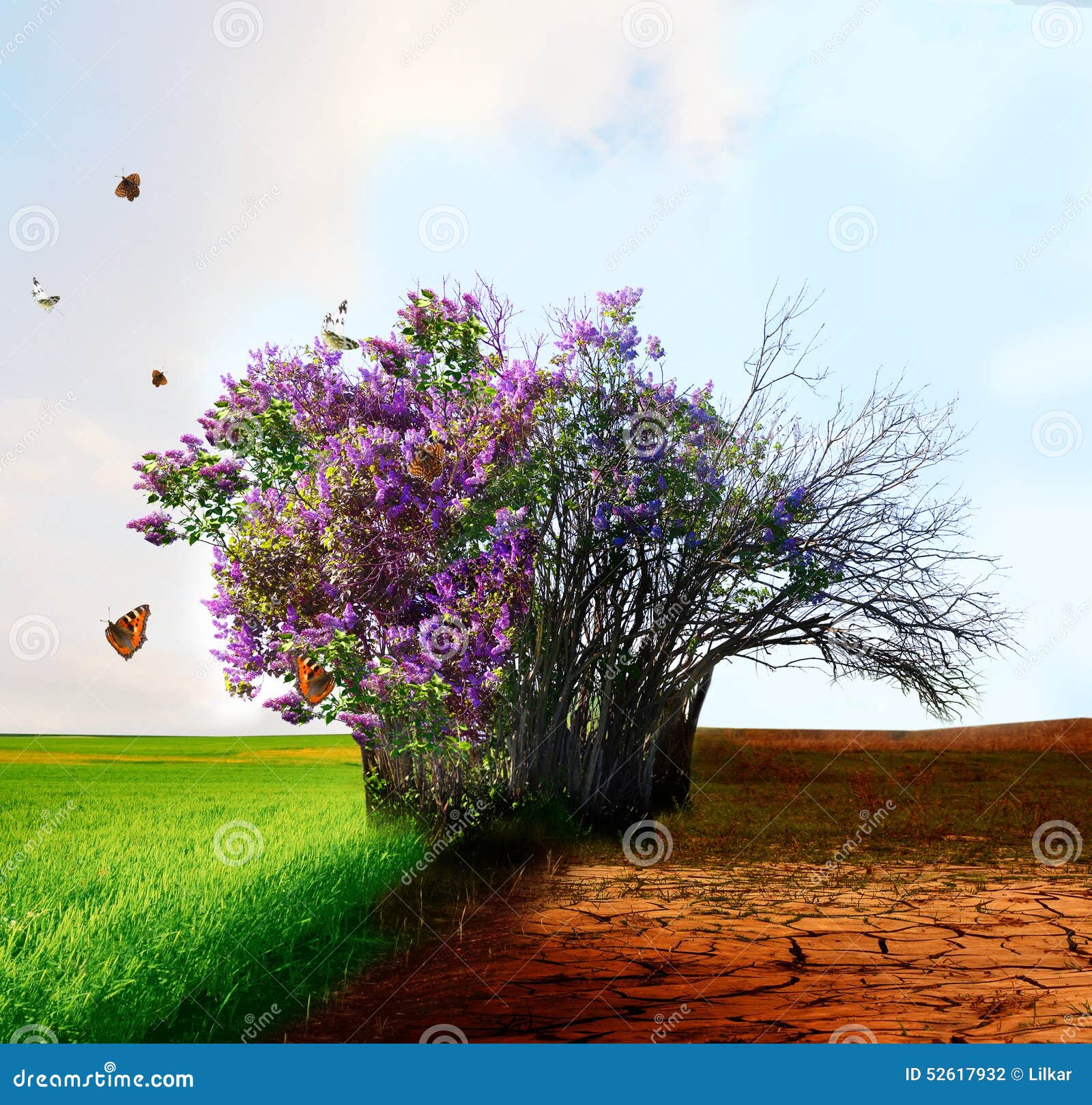 Creative Concept Landscape. Live and Dead Tree Stock Photo - Image of ...