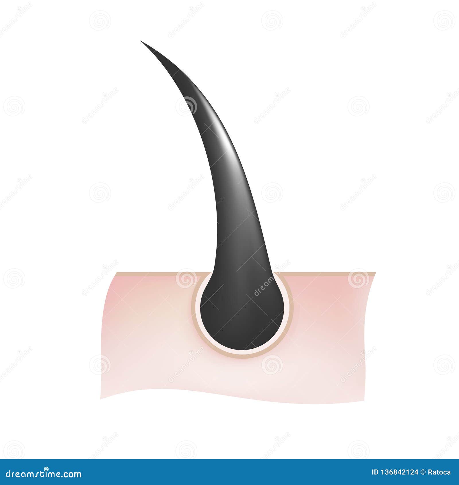 Hair detail illustration stock vector. Illustration of skin - 136842124 Hair detail illustration stock vector. Illustration of skin - 136842124