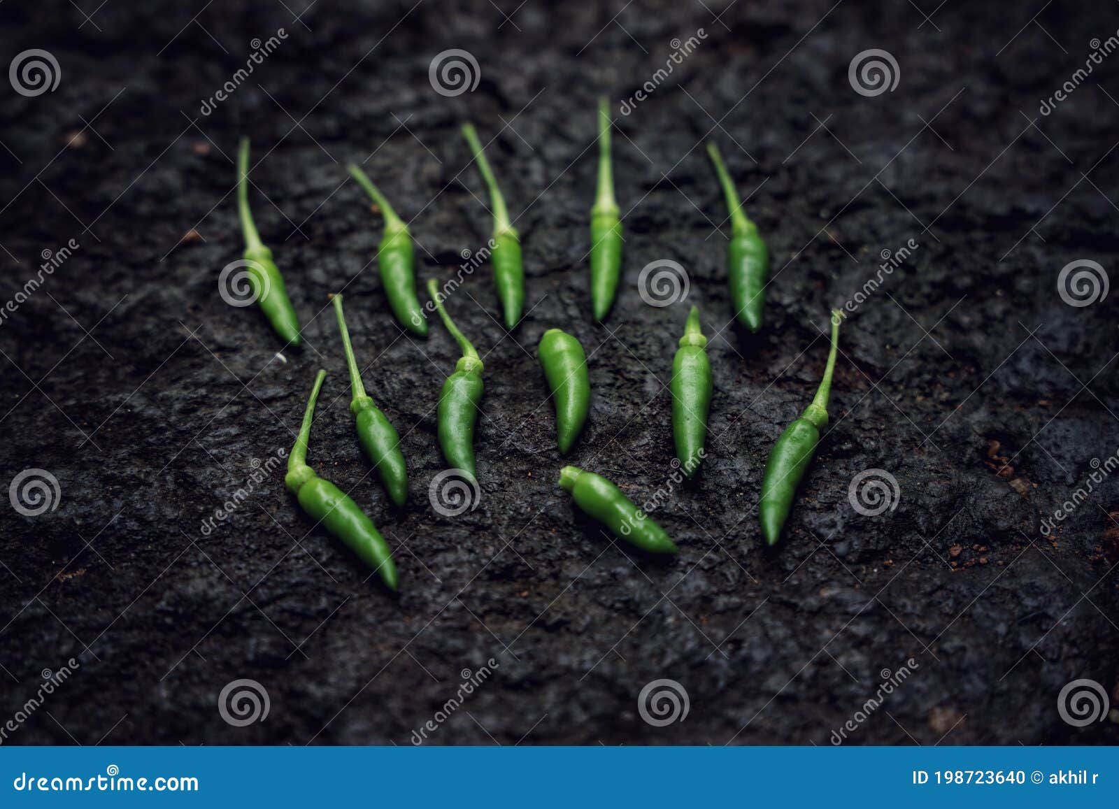 Creative Farmer Bird Eye Chilli Seeds... Stock Photo - Image of ...